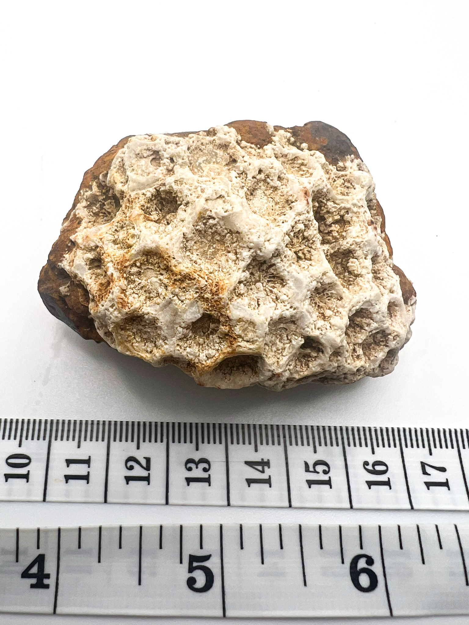 Coral Fossil with Copper Inclusions - Fossil ID - The Fossil Forum