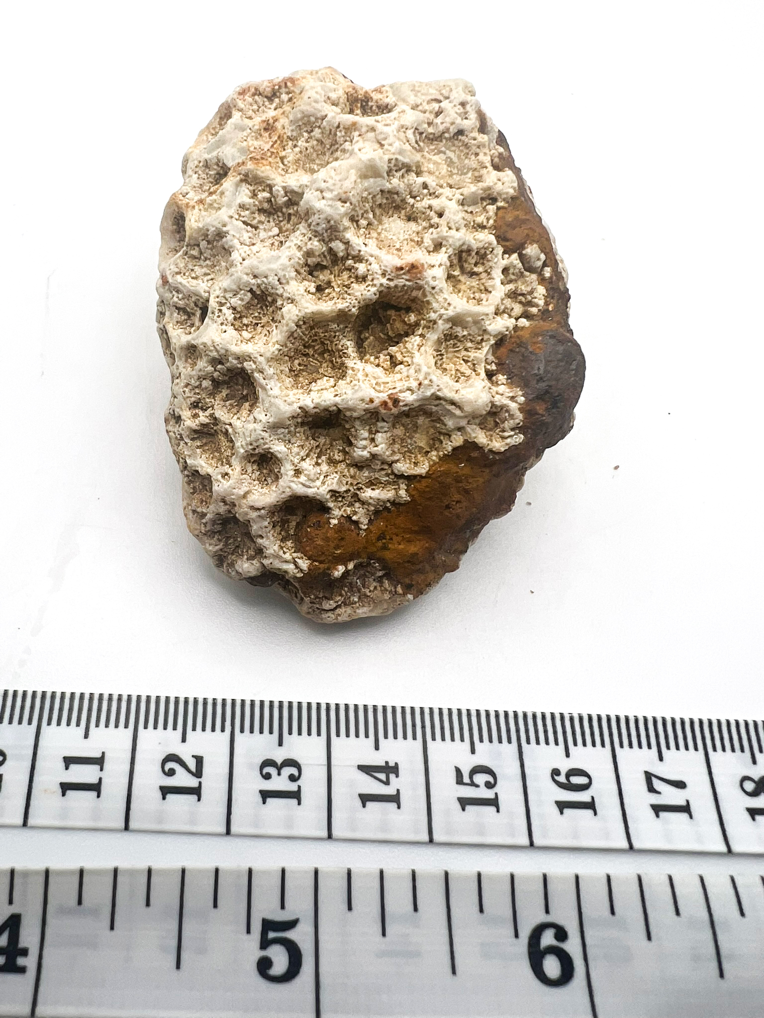 Coral Fossil with Copper Inclusions - Fossil ID - The Fossil Forum
