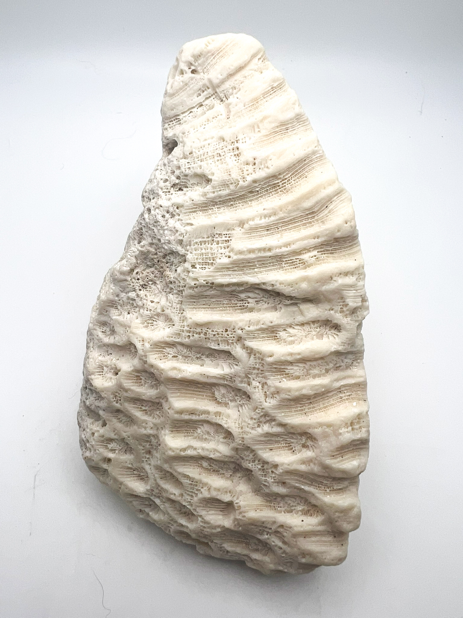 Ontario Coral Fossil - Fossil ID - The Fossil Forum