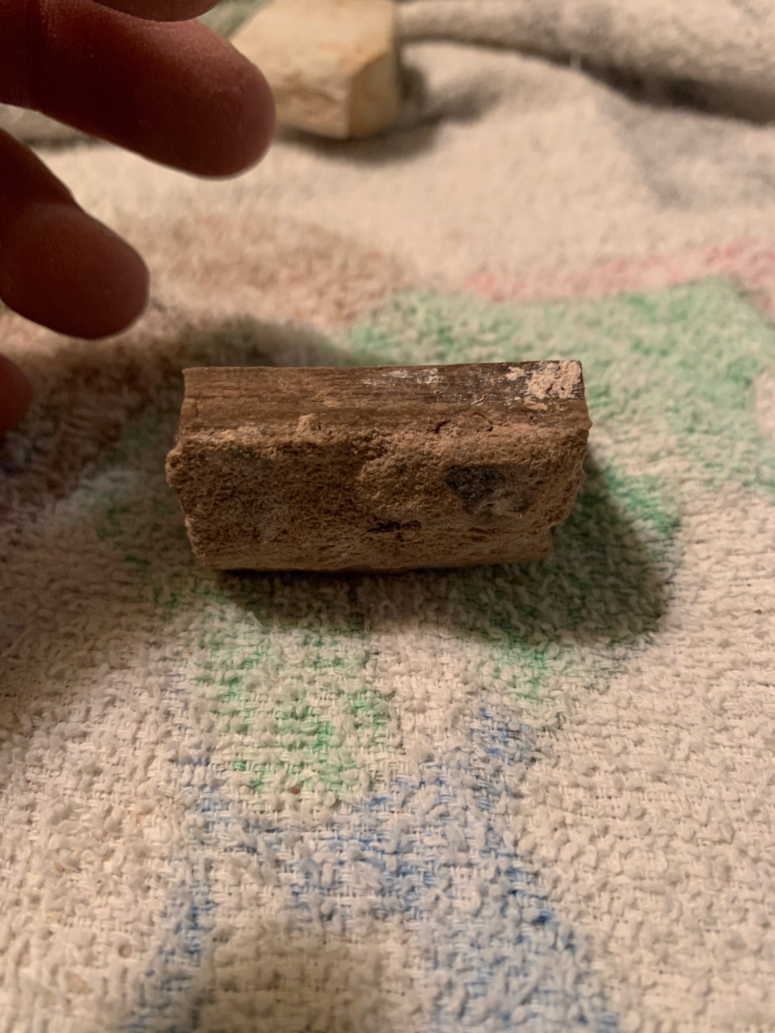 Petrified Wood or Fossilized Dino Bone? Texas Panhandle Area - Fossil ...