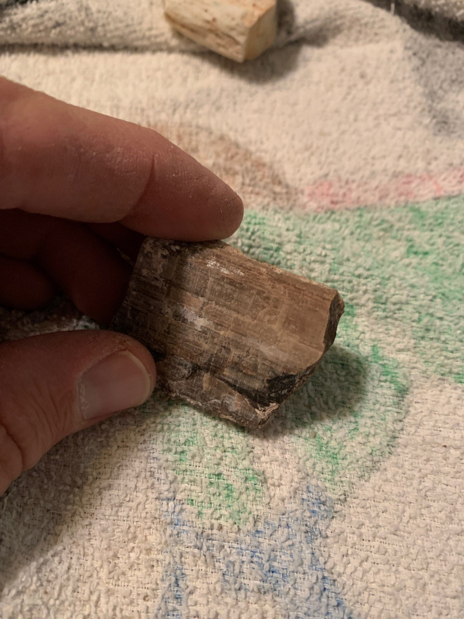 Petrified Wood or Fossilized Dino Bone? Texas Panhandle Area - Fossil ...