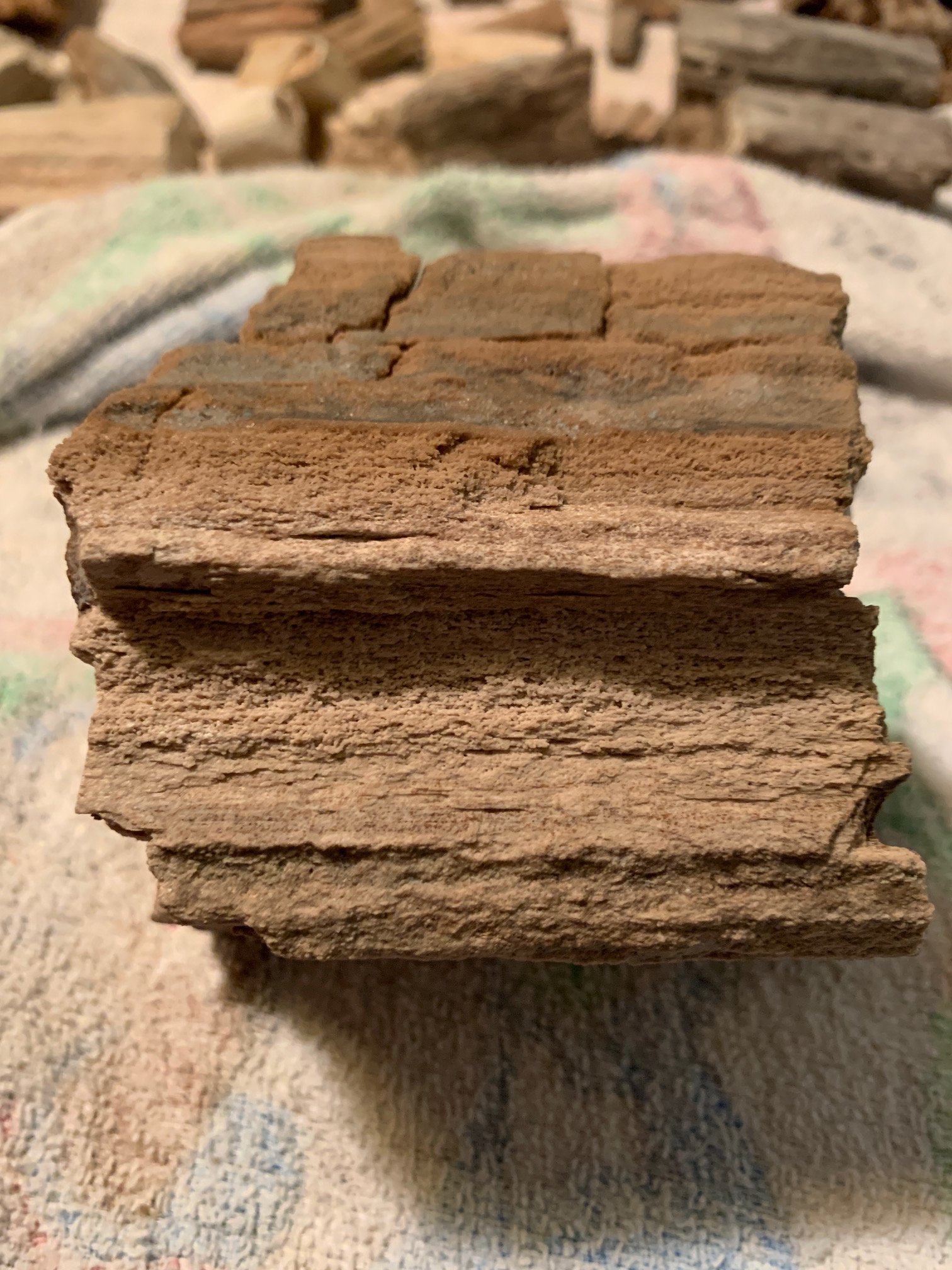 Petrified Wood or Fossilized Dino Bone? Texas Panhandle Area - Fossil ...