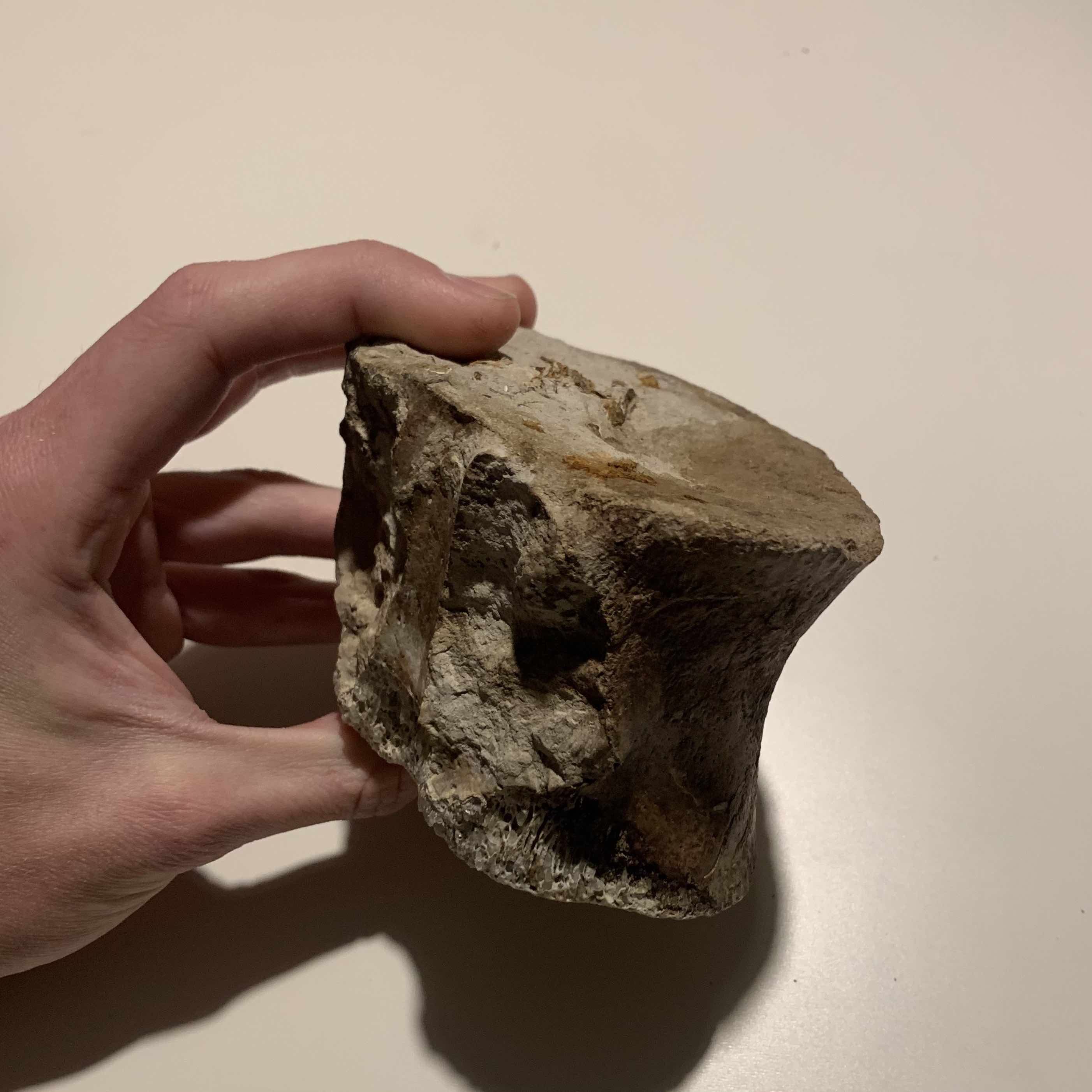Actually a Polycotylid Vertebra? - Is It Real? How to Recognize Fossil ...