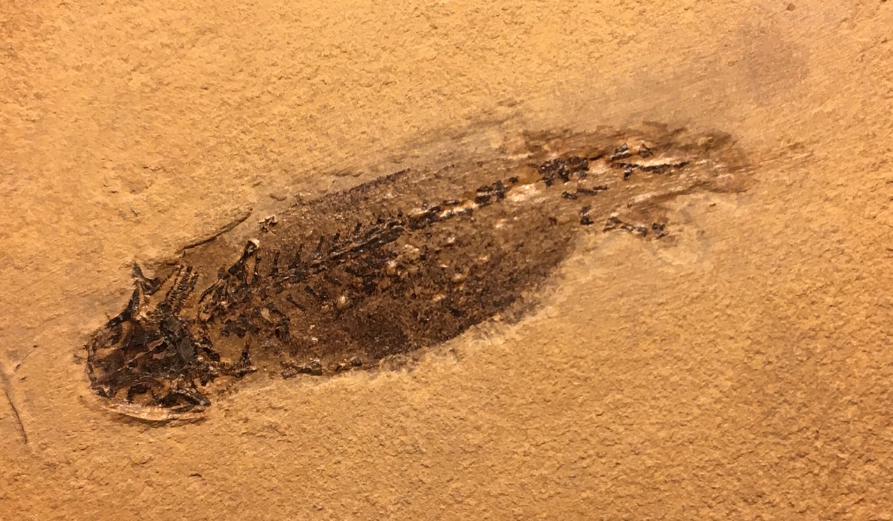 Apateon - General Fossil Discussion - The Fossil Forum