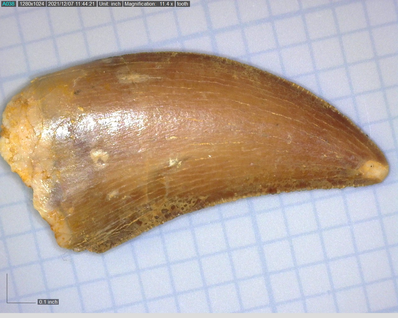Theropod Tooth Identification - Fossil ID - The Fossil Forum