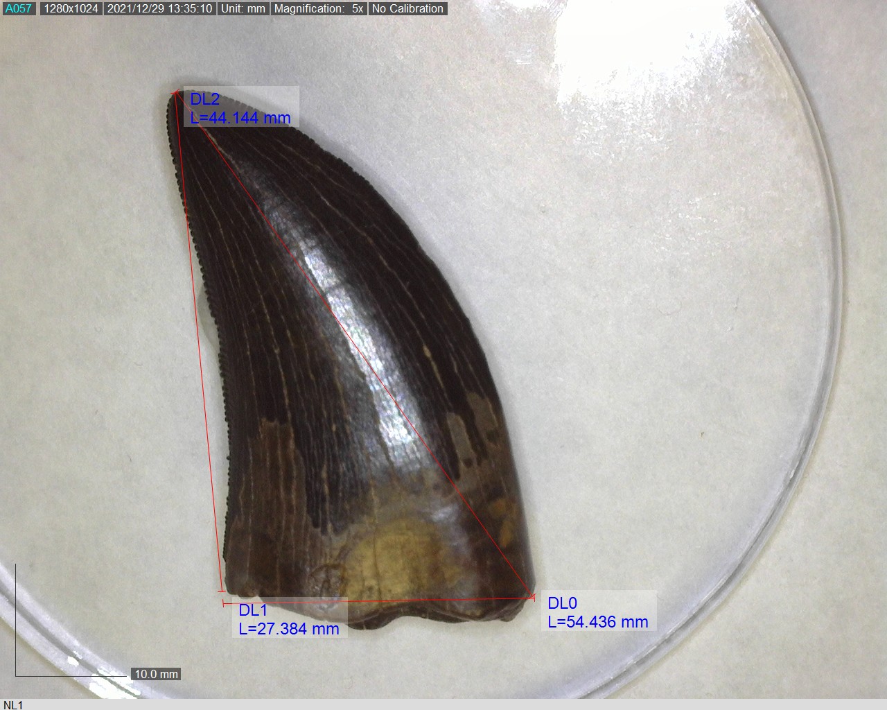 Theropod Tooth Identification - Fossil ID - The Fossil Forum