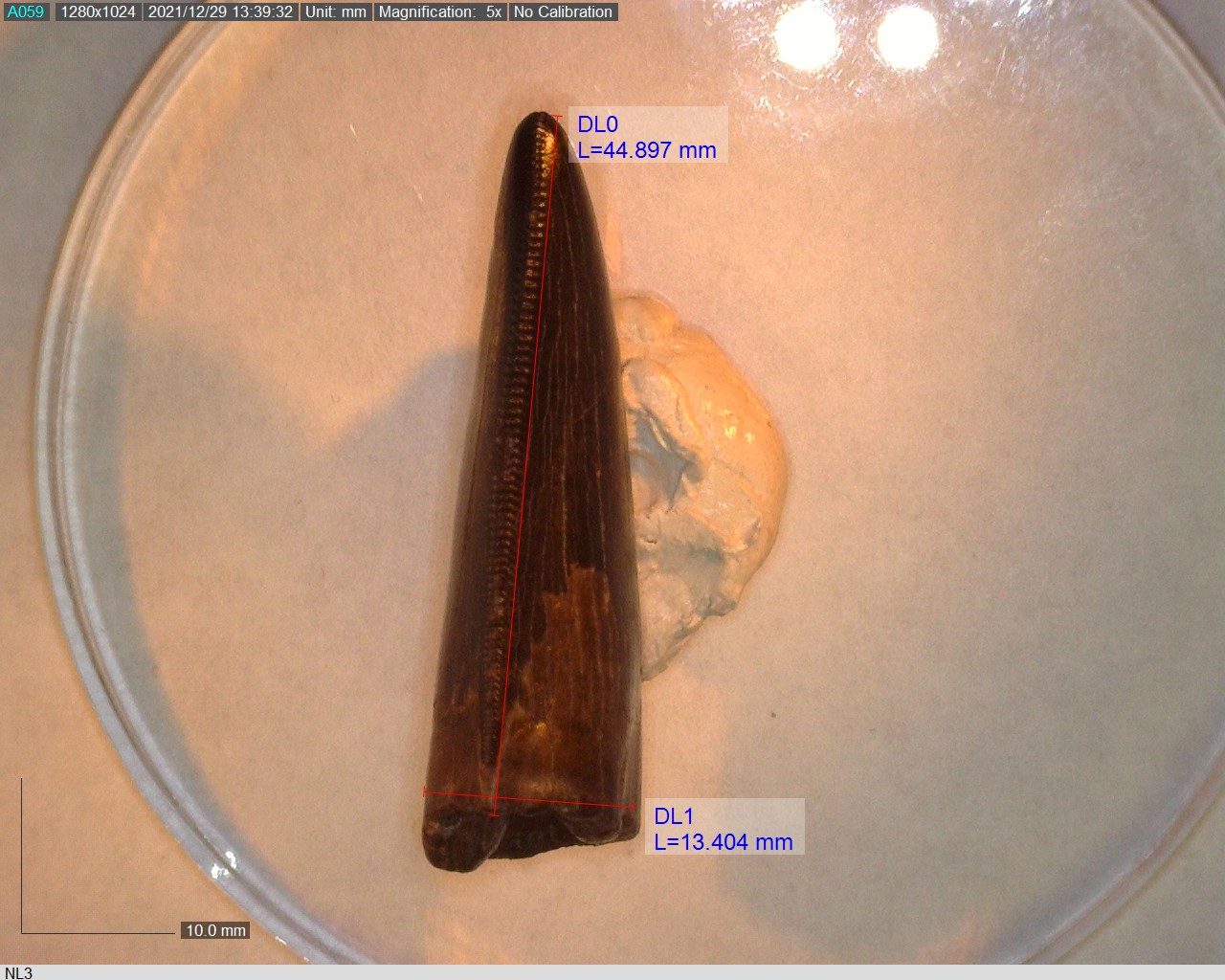 Theropod Tooth Identification - Fossil ID - The Fossil Forum