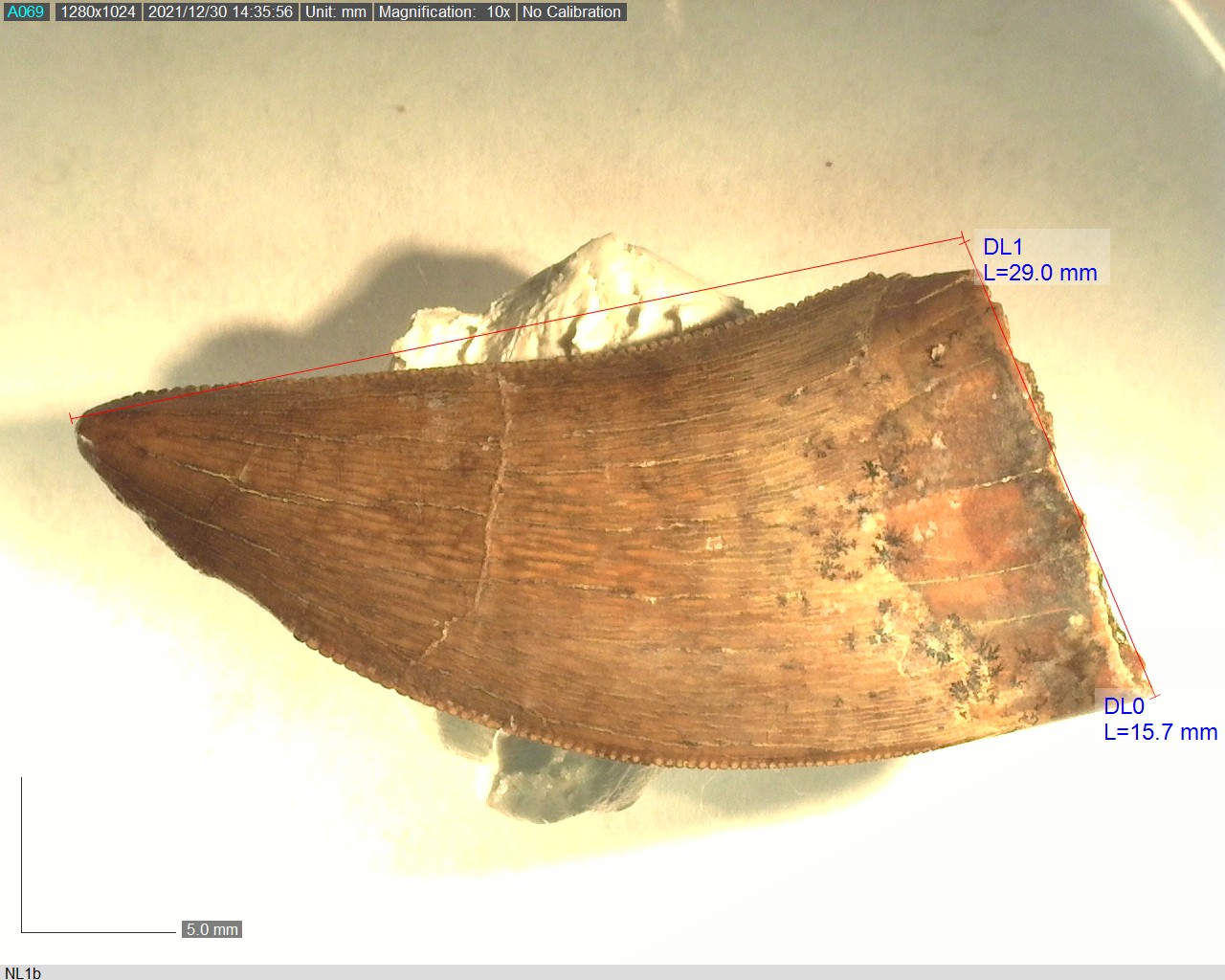 Theropod Tooth Identification - Fossil ID - The Fossil Forum
