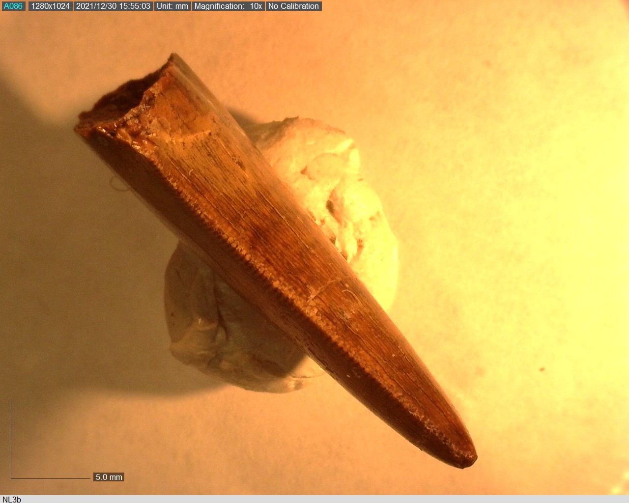 Theropod Tooth Identification - Fossil ID - The Fossil Forum