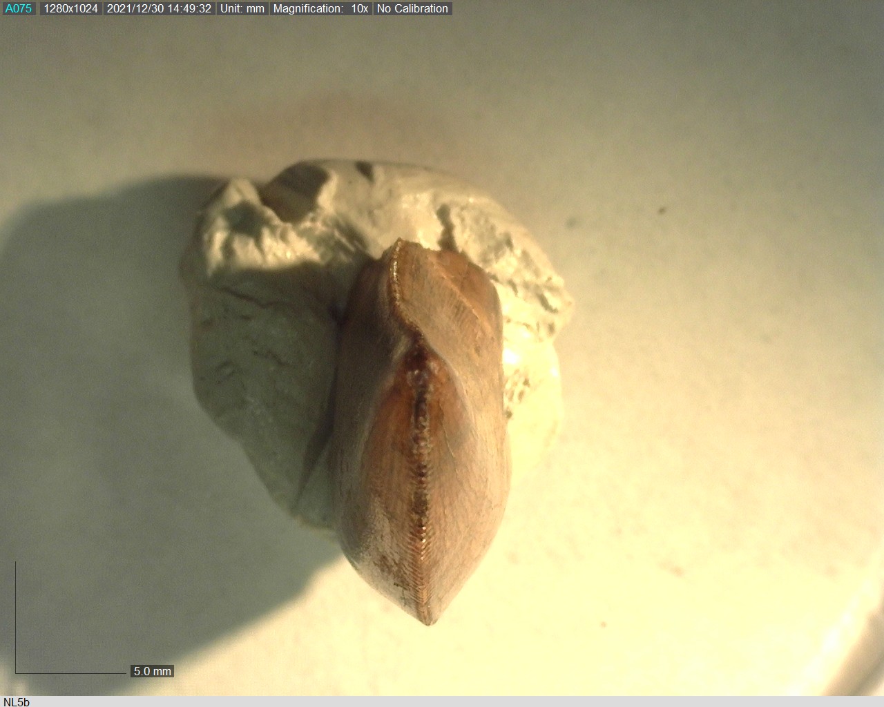 Theropod Tooth Identification - Fossil ID - The Fossil Forum