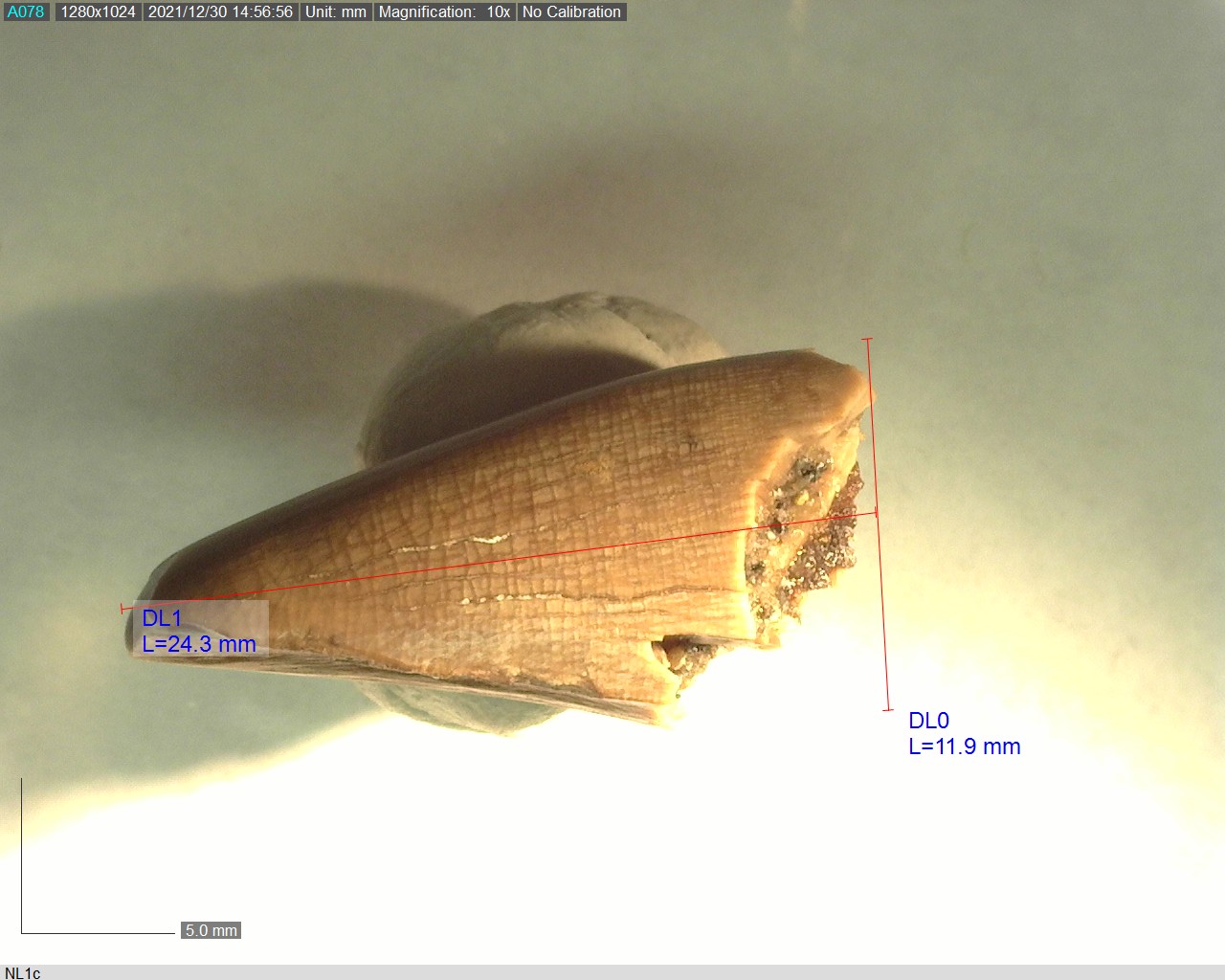Theropod Tooth Identification - Fossil ID - The Fossil Forum