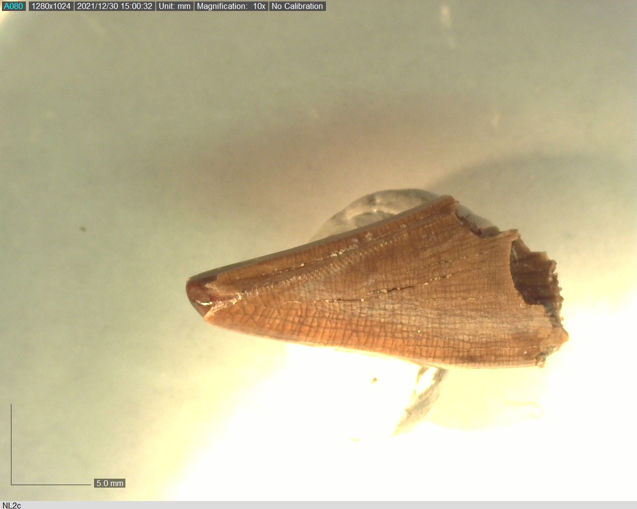 Theropod Tooth Identification - Fossil ID - The Fossil Forum