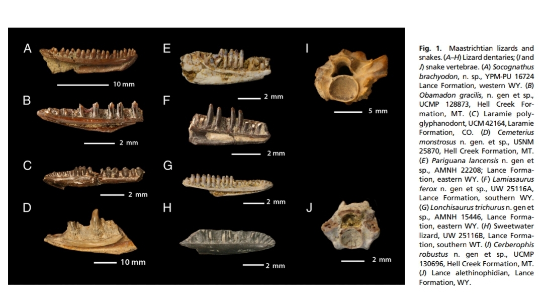 PaleoNoel: Into the Microverse - Micro-paleontology - The Fossil Forum