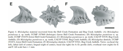 PaleoNoel: Into the Microverse - Micro-paleontology - The Fossil Forum