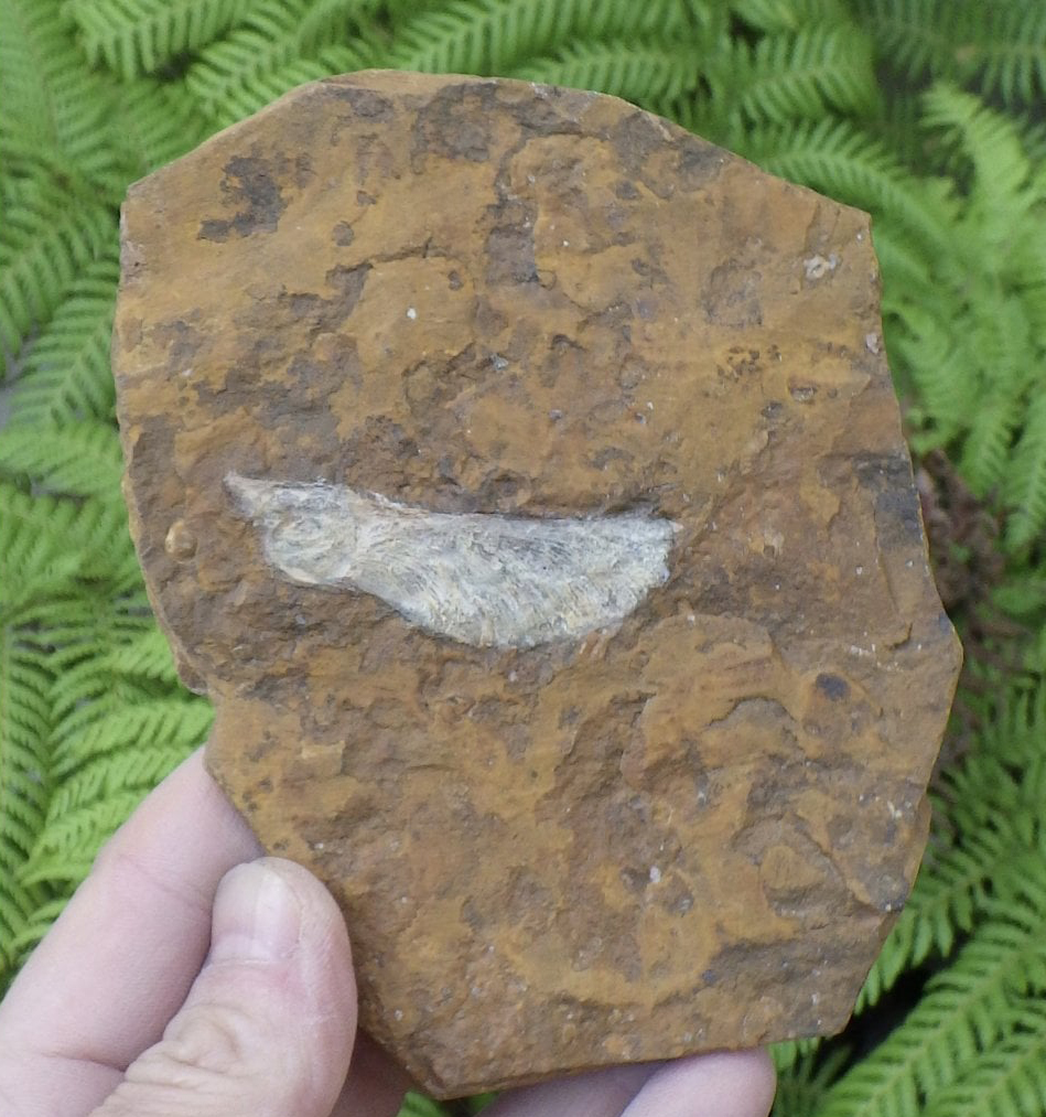 Fossil Winged Maple Seed - Member Collections - The Fossil Forum