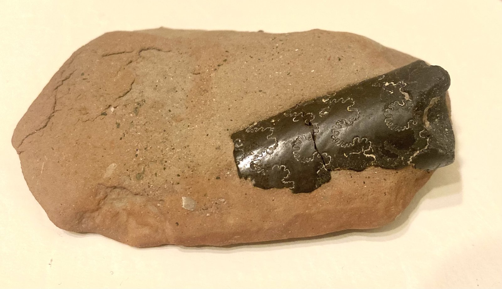 Baculites in matrix - Member Collections - The Fossil Forum