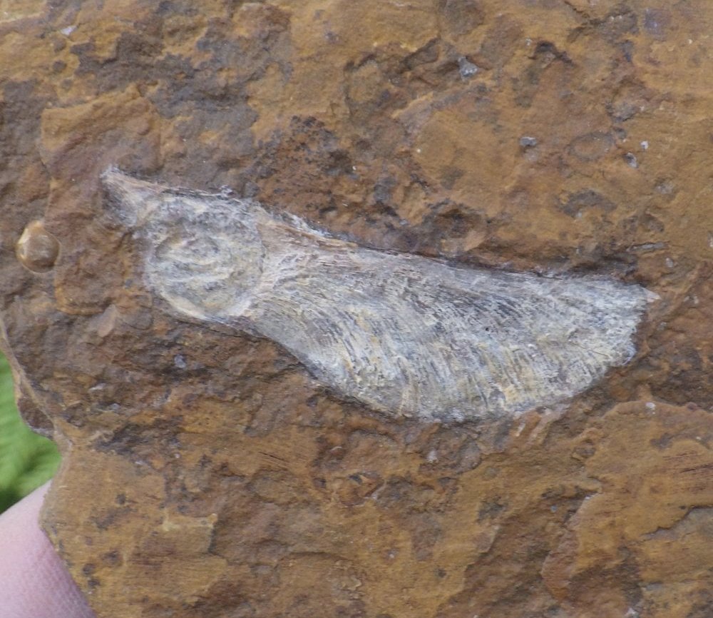 Fossil Winged Maple Seed - Member Collections - The Fossil Forum