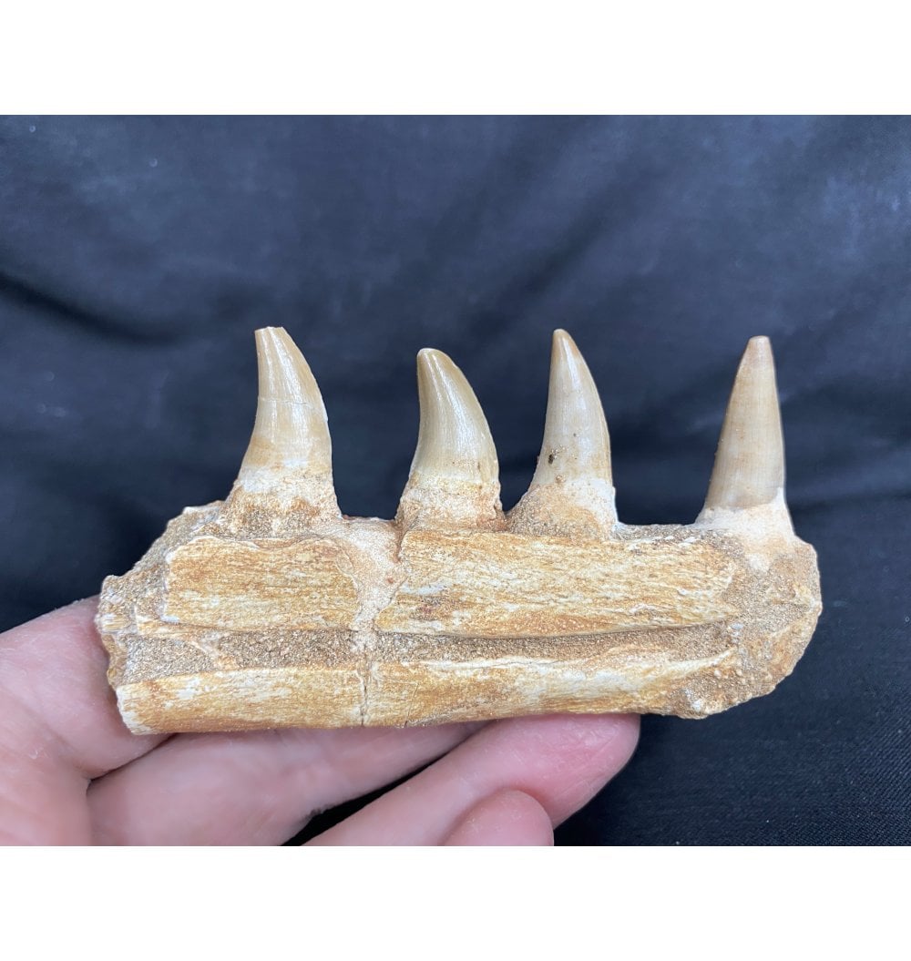 Mosasaur jaw - Fossil ID - The Fossil Forum