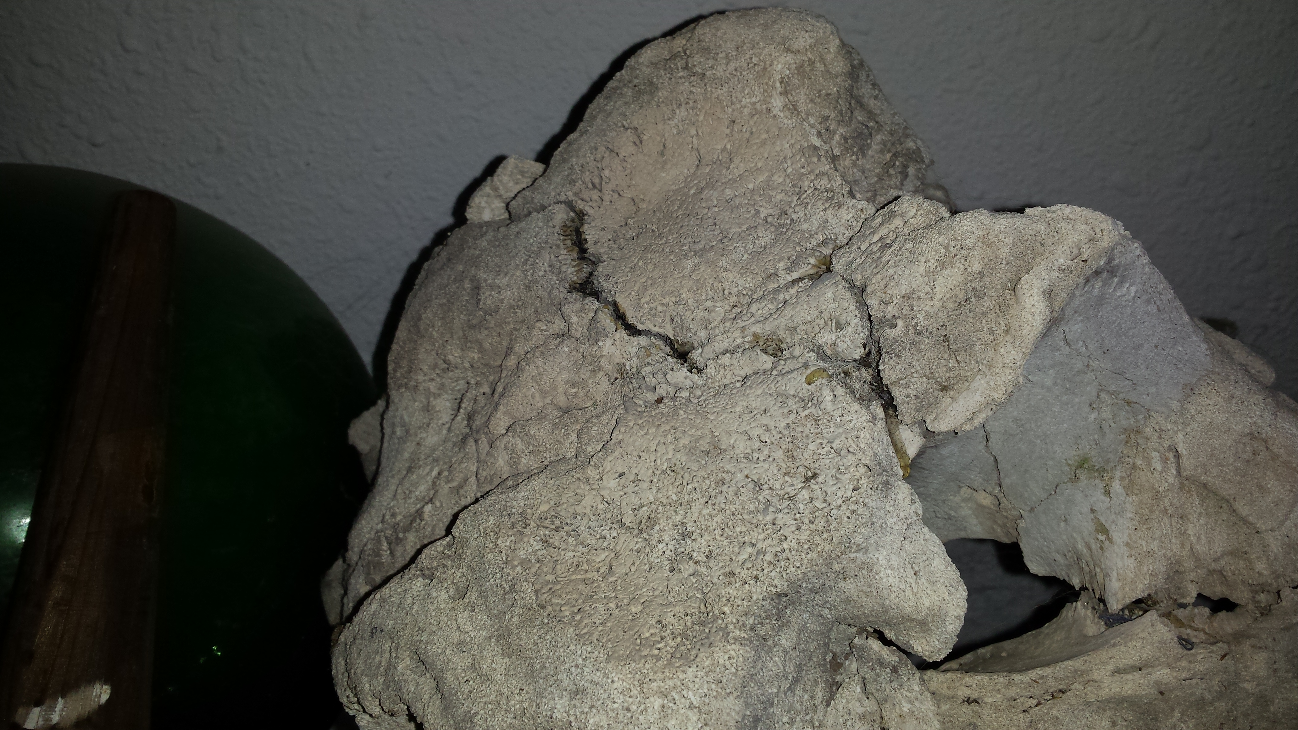 Baleen whale skull preservation - Fossil Preparation - The Fossil Forum