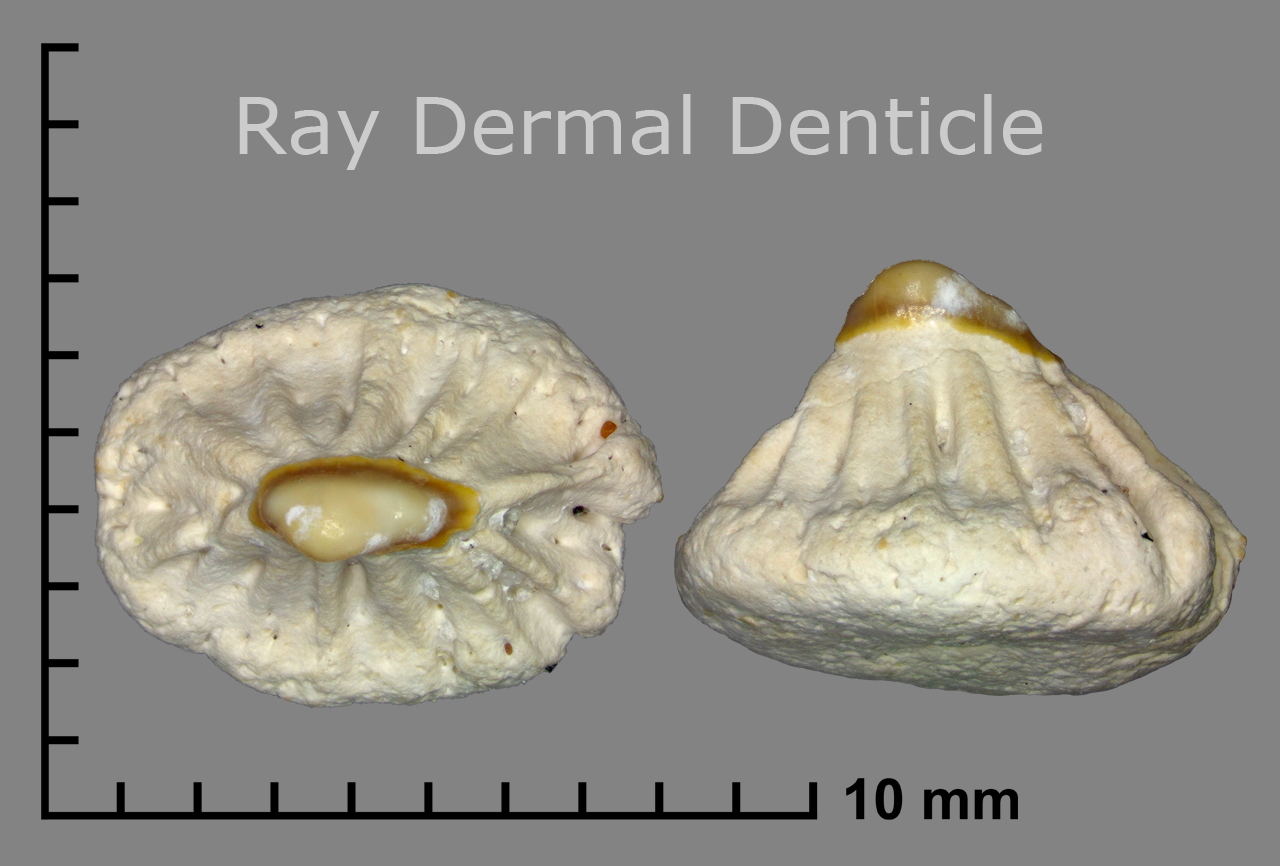 Aurora Micro Matrix - Fossil ID - The Fossil Forum