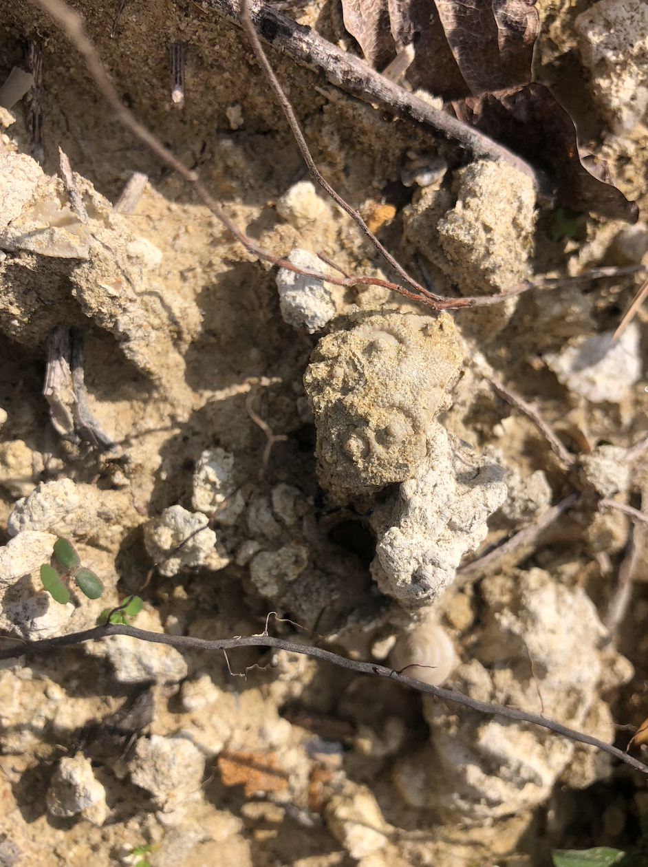 Late Cretaceous Cidaroid from the Prairie Bluff Chalk Donated to the ...