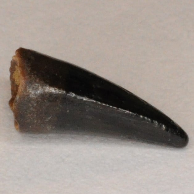 Did I FINALLY find a Mosasaur or Just A Fish tooth? Texas POC - Fossil ...