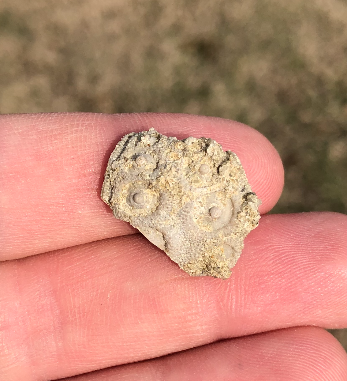 Late Cretaceous Cidaroid from the Prairie Bluff Chalk Donated to the ...