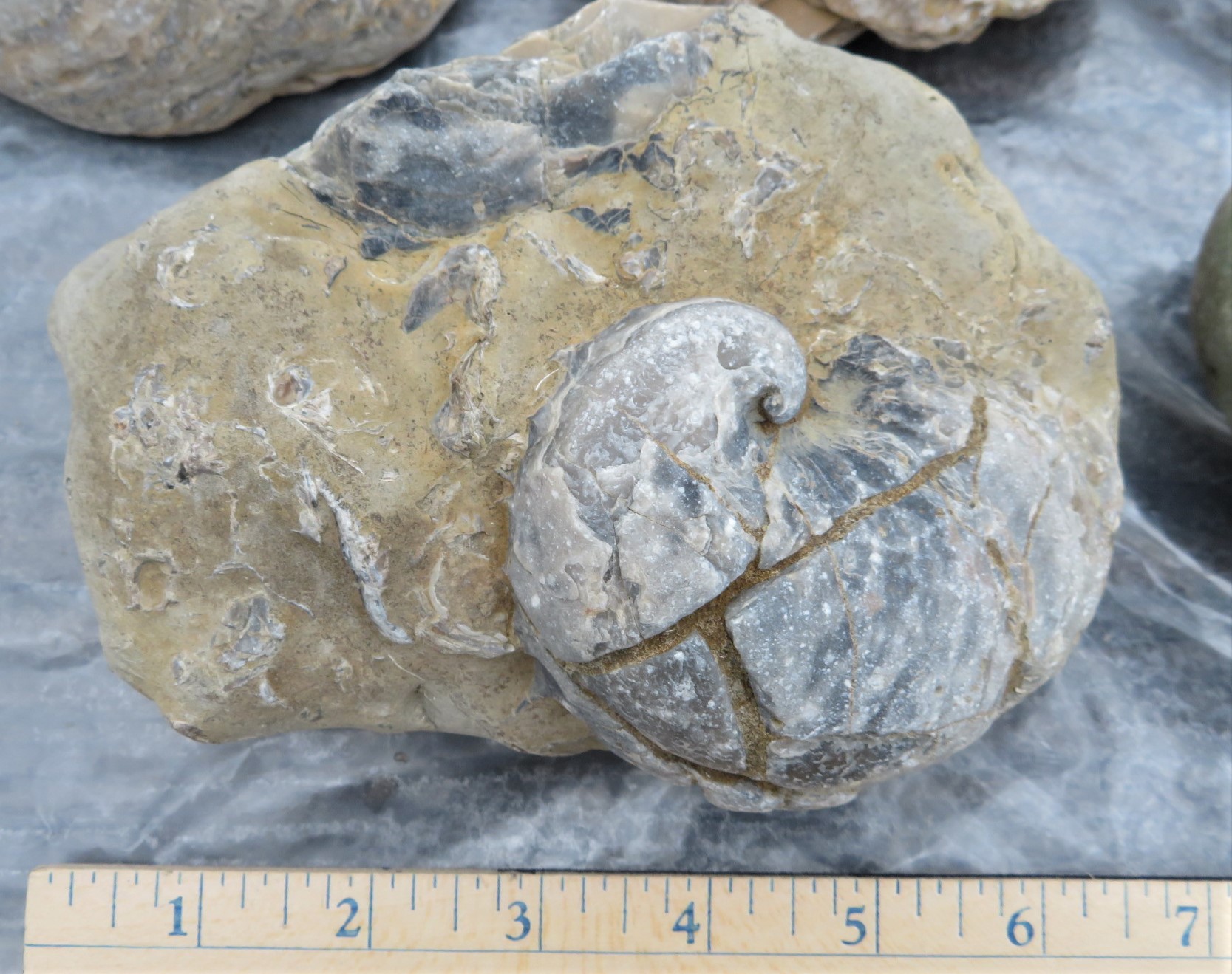 First ever fossil hunting trip huge success! - Fossil Hunting Trips ...
