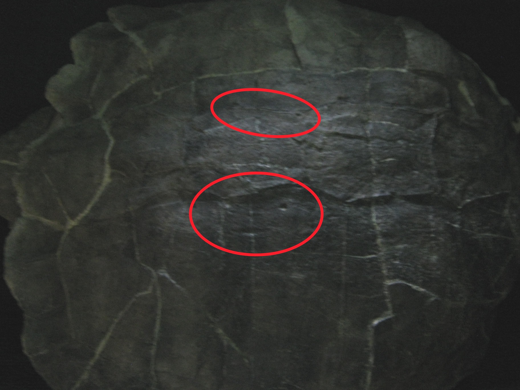 My favorite has predation marks but what's the story? - Fossil ID - The ...