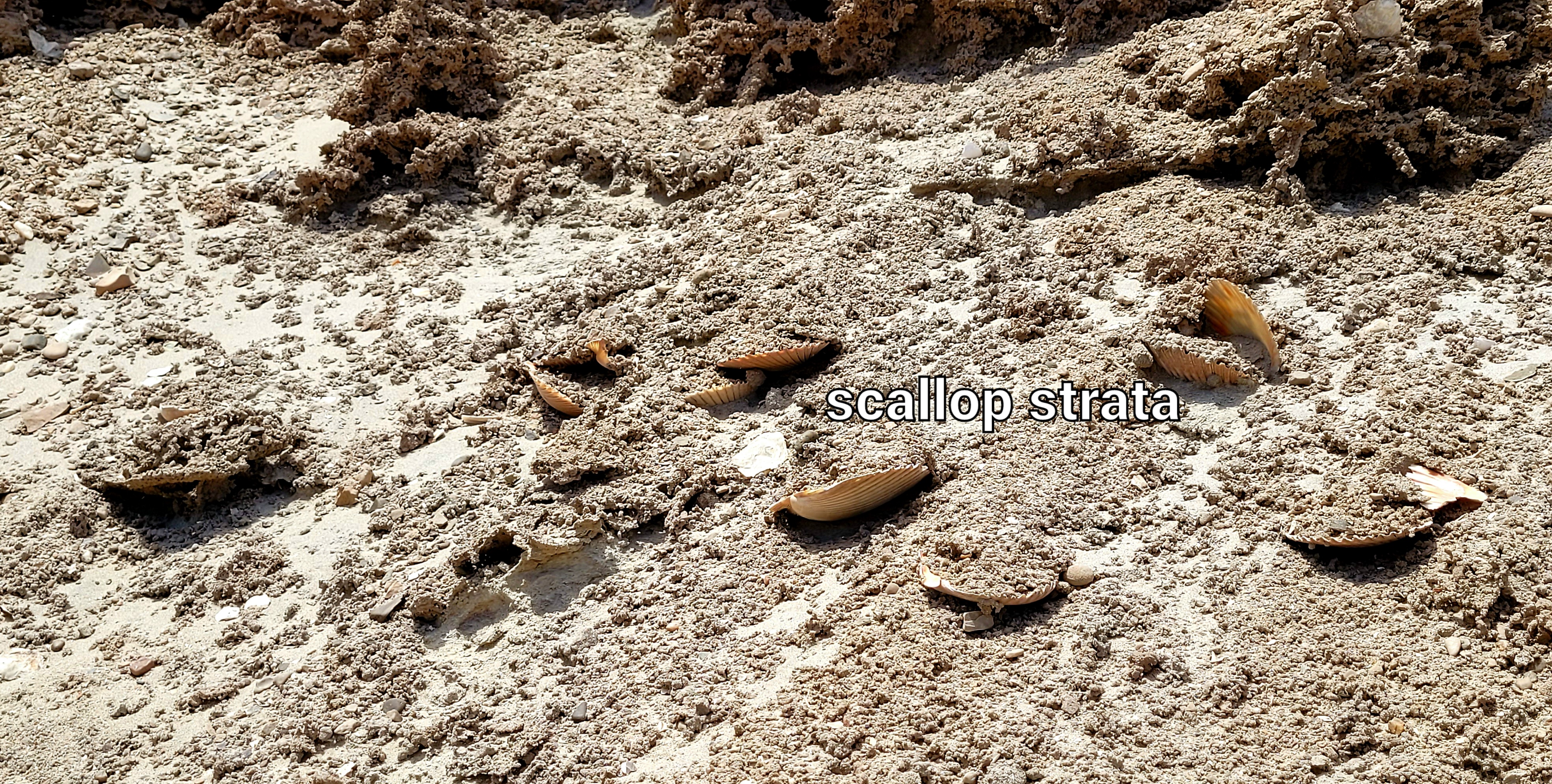 Pleistocene mollusks near Marcona, Perú coast - Fossil Hunting Trips ...