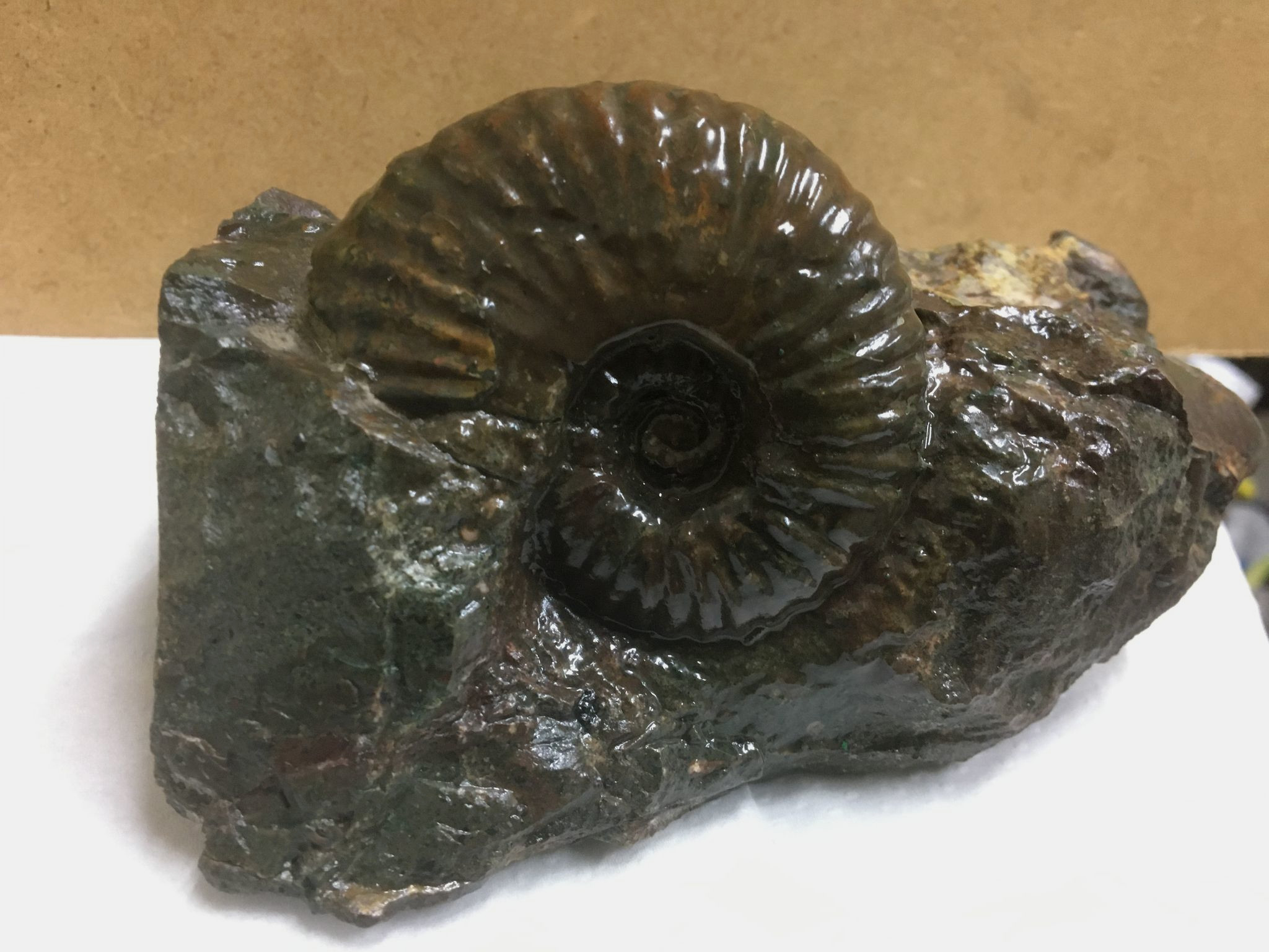 Triassic ammonite from Epidaurus region Greece - Fossil ID - The Fossil ...