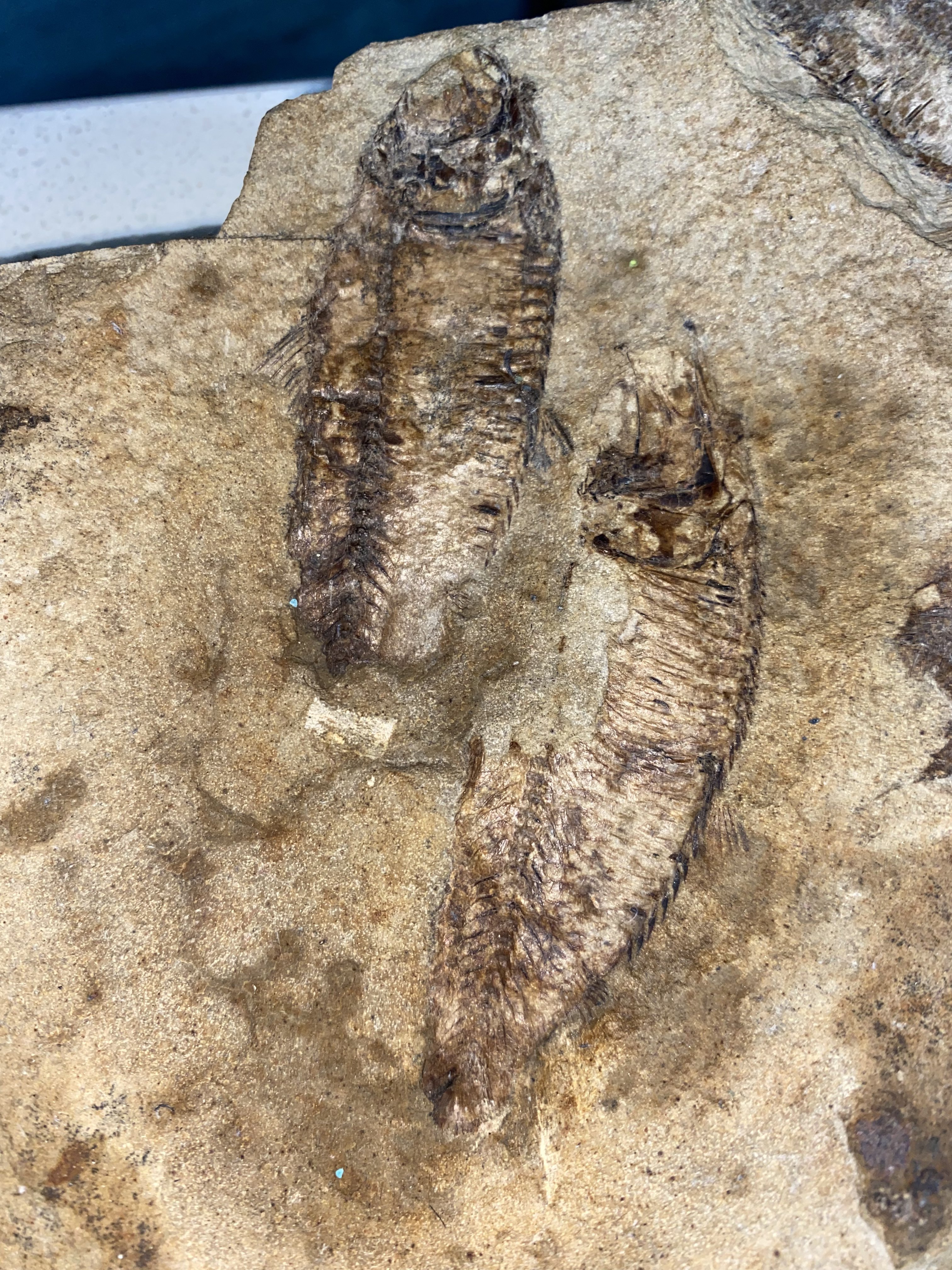 Small fish fossils from Swiss Alps - Fossil ID - The Fossil Forum