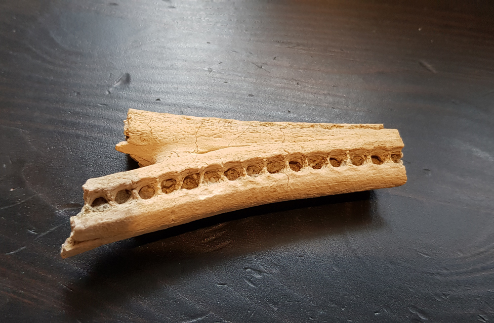 Dolphin, porpoise or fish tooth? Miocene? - Fossil ID - The Fossil Forum