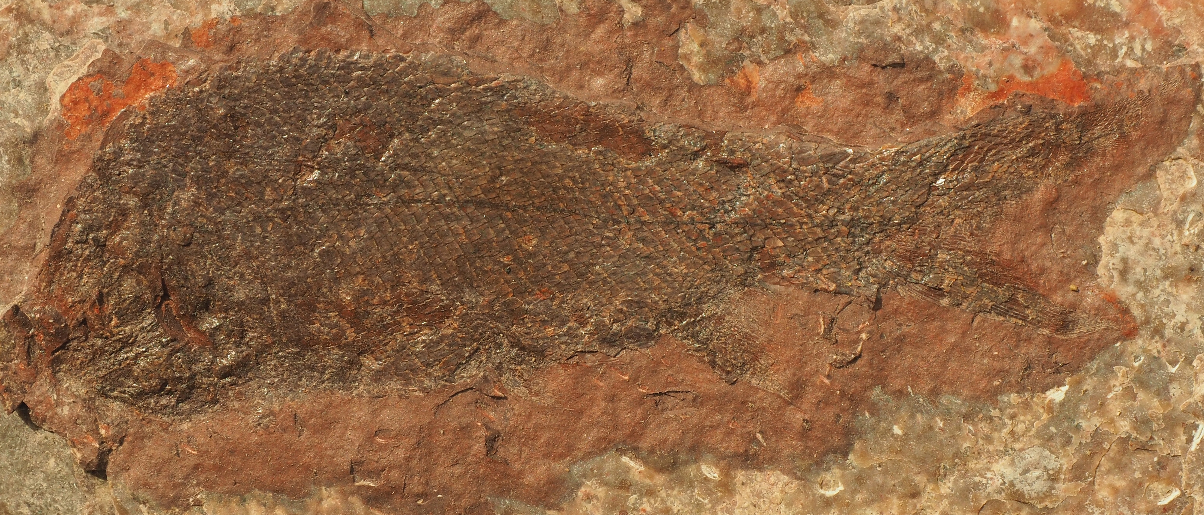 Paramblypterus vratislaviensis (Agassiz, 1833) - Fishes - The Fossil Forum