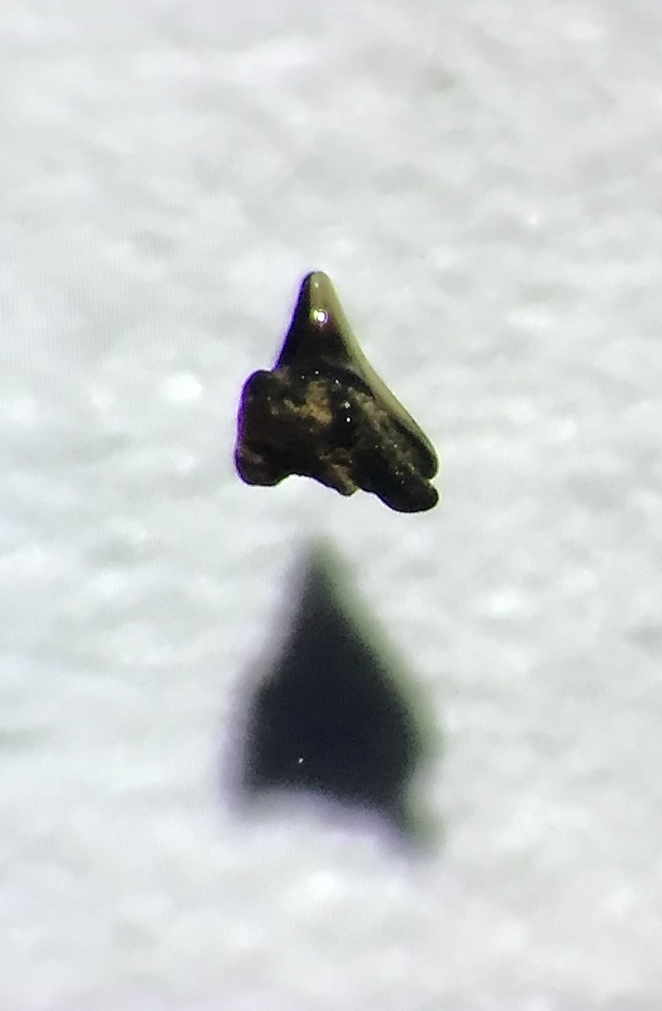 Strange Cretaceous Orectolobiformes? - Fossil ID - The Fossil Forum