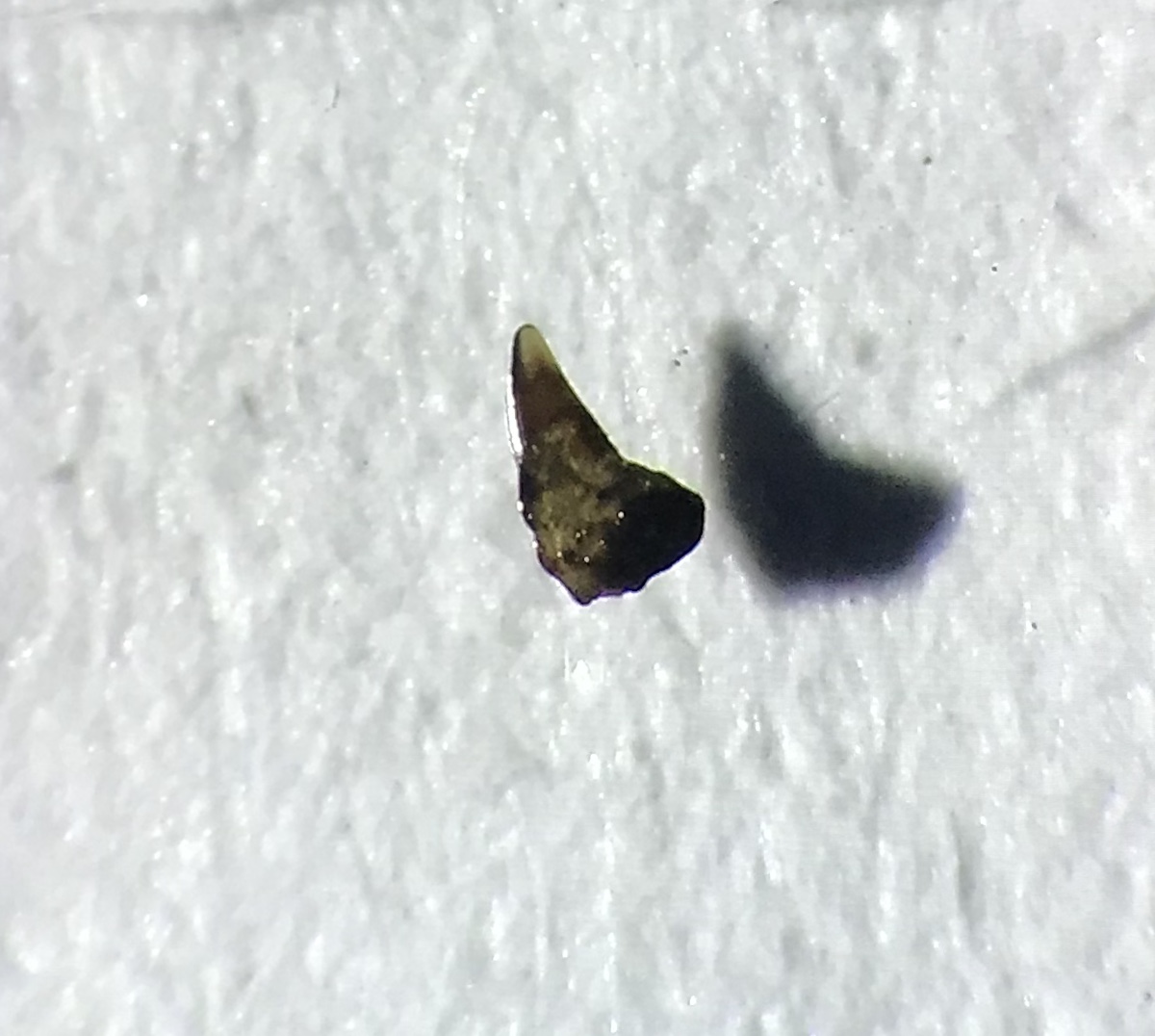Strange Cretaceous Orectolobiformes? - Fossil ID - The Fossil Forum