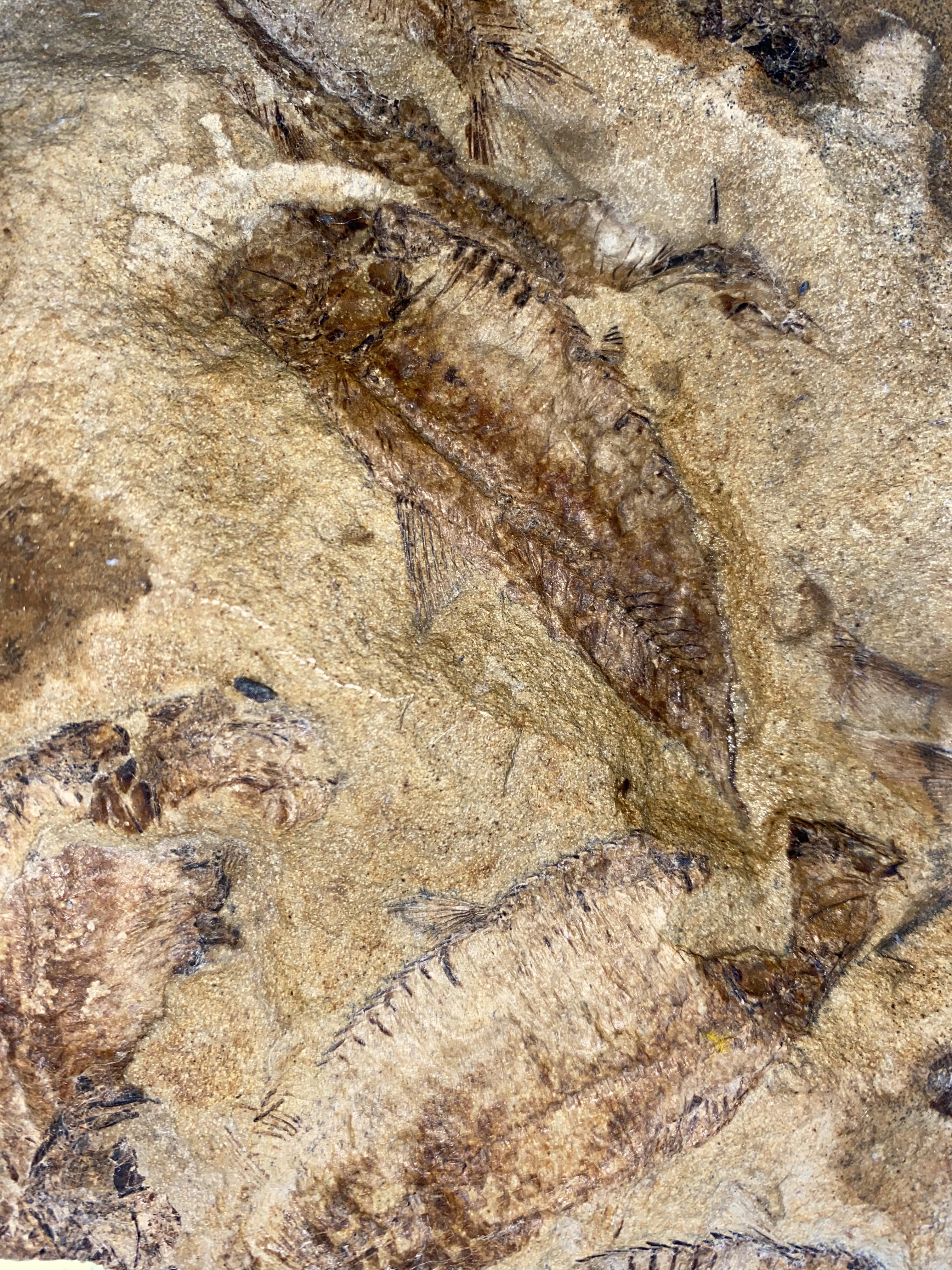 Small fish fossils from Swiss Alps - Fossil ID - The Fossil Forum