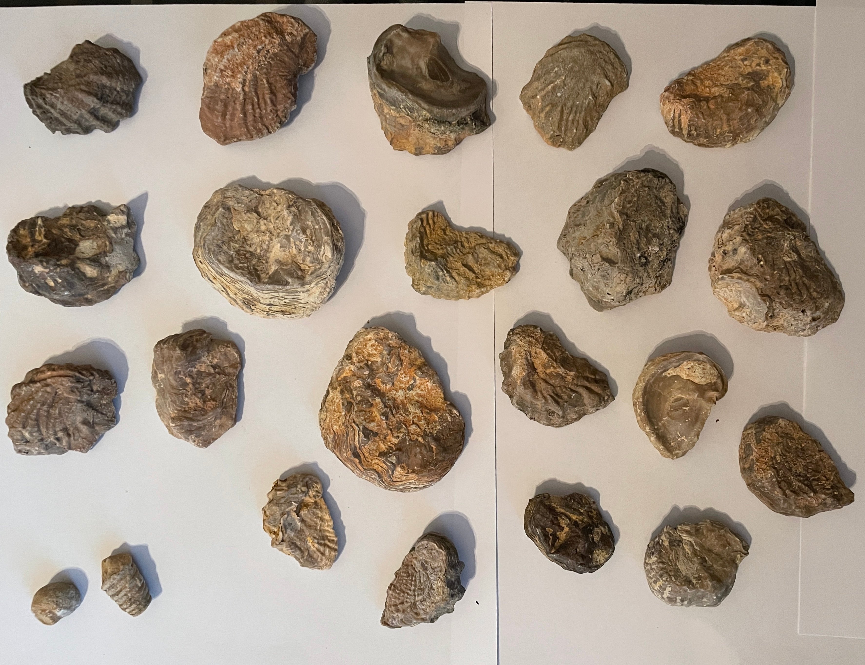 Texas Hill Country ID Help - Fossil ID - The Fossil Forum