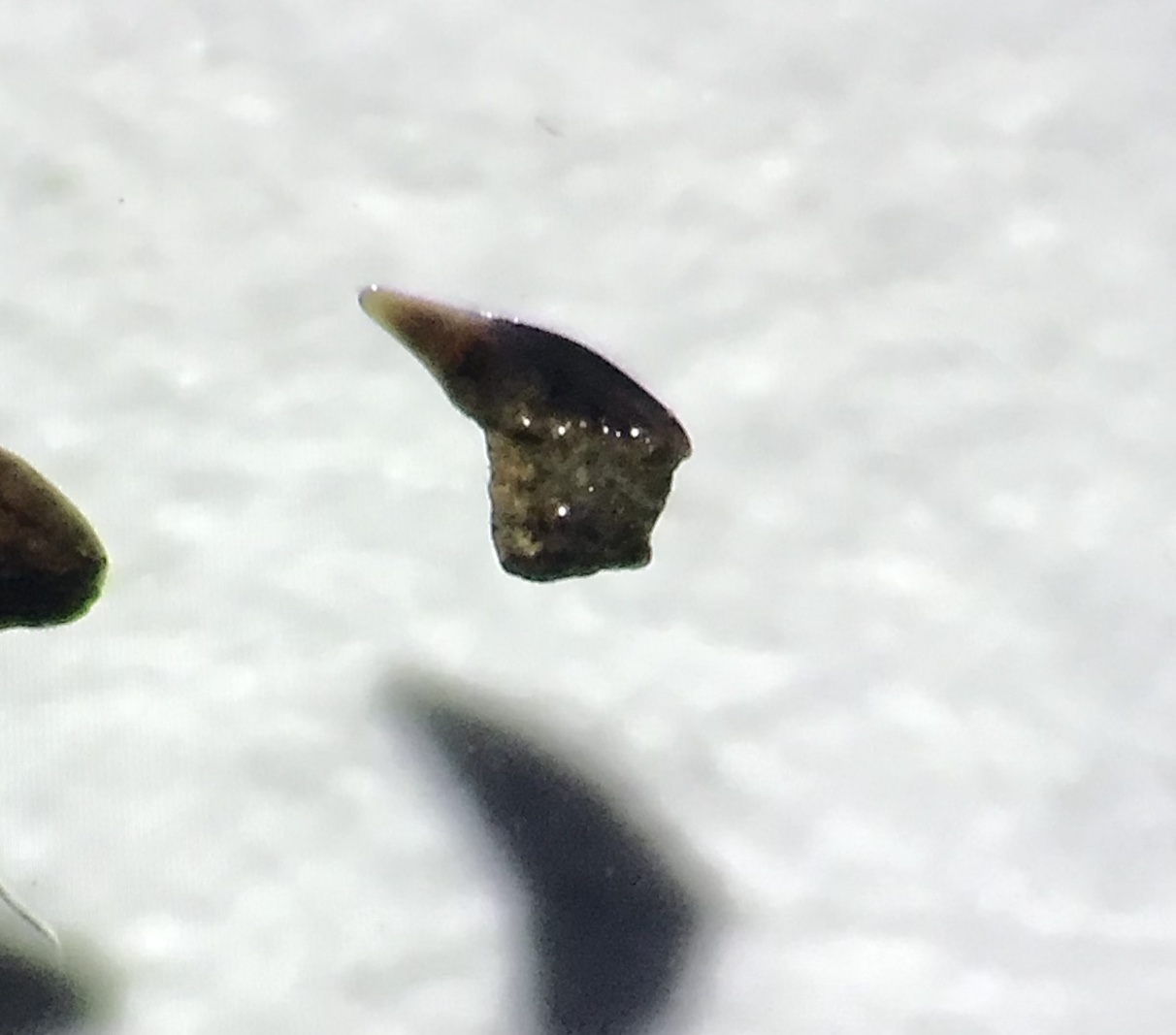 Strange Cretaceous Orectolobiformes? - Fossil ID - The Fossil Forum