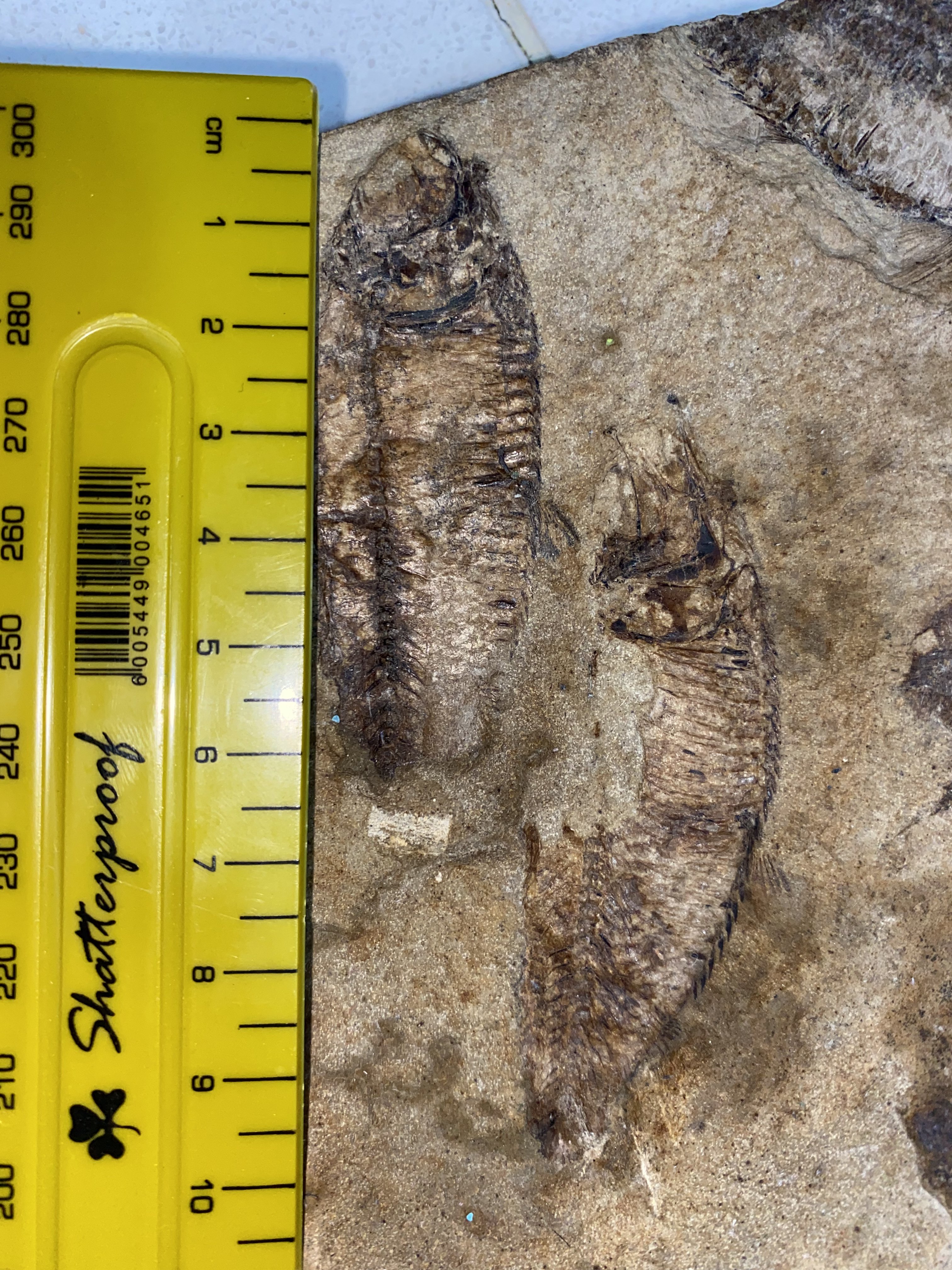 Small fish fossils from Swiss Alps - Fossil ID - The Fossil Forum