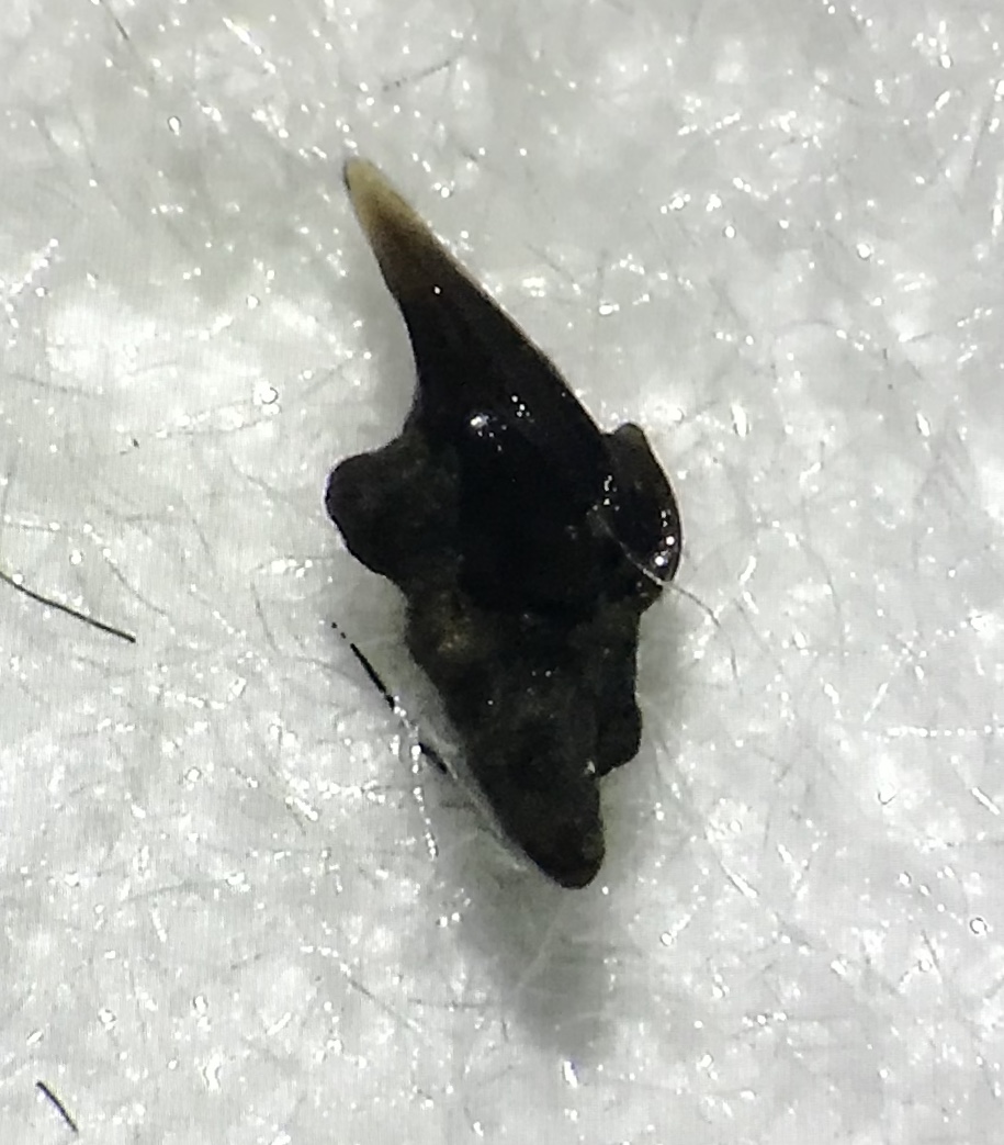 Strange Cretaceous Orectolobiformes? - Fossil ID - The Fossil Forum