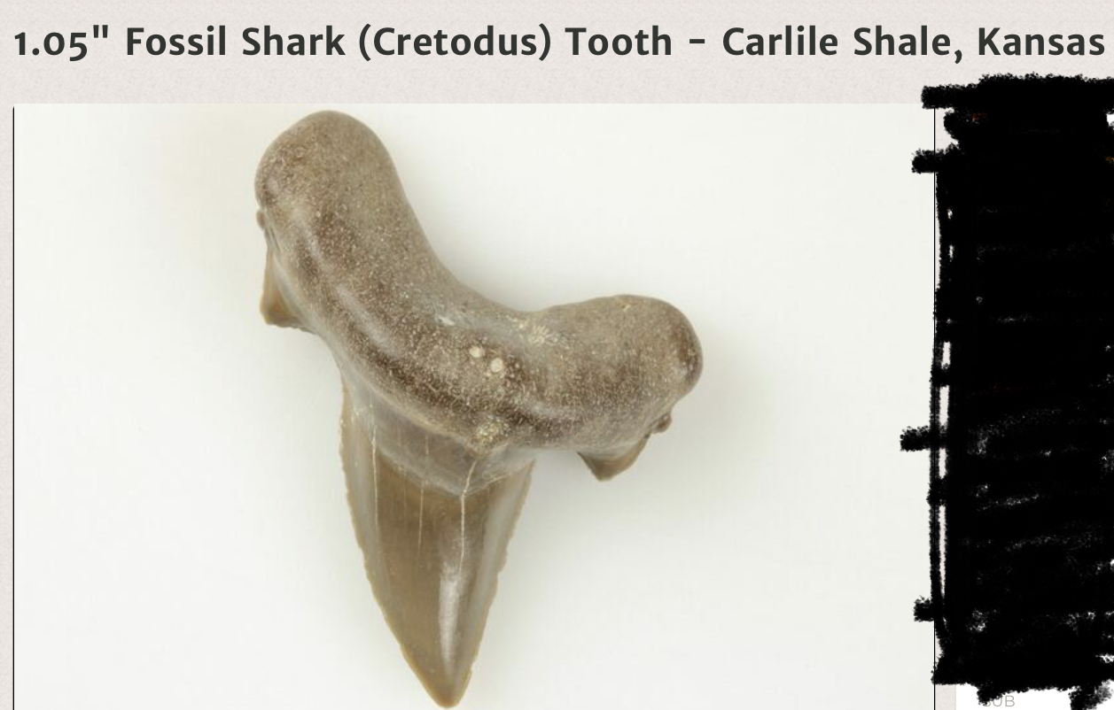 Cardabiodon? - Fossil ID - The Fossil Forum