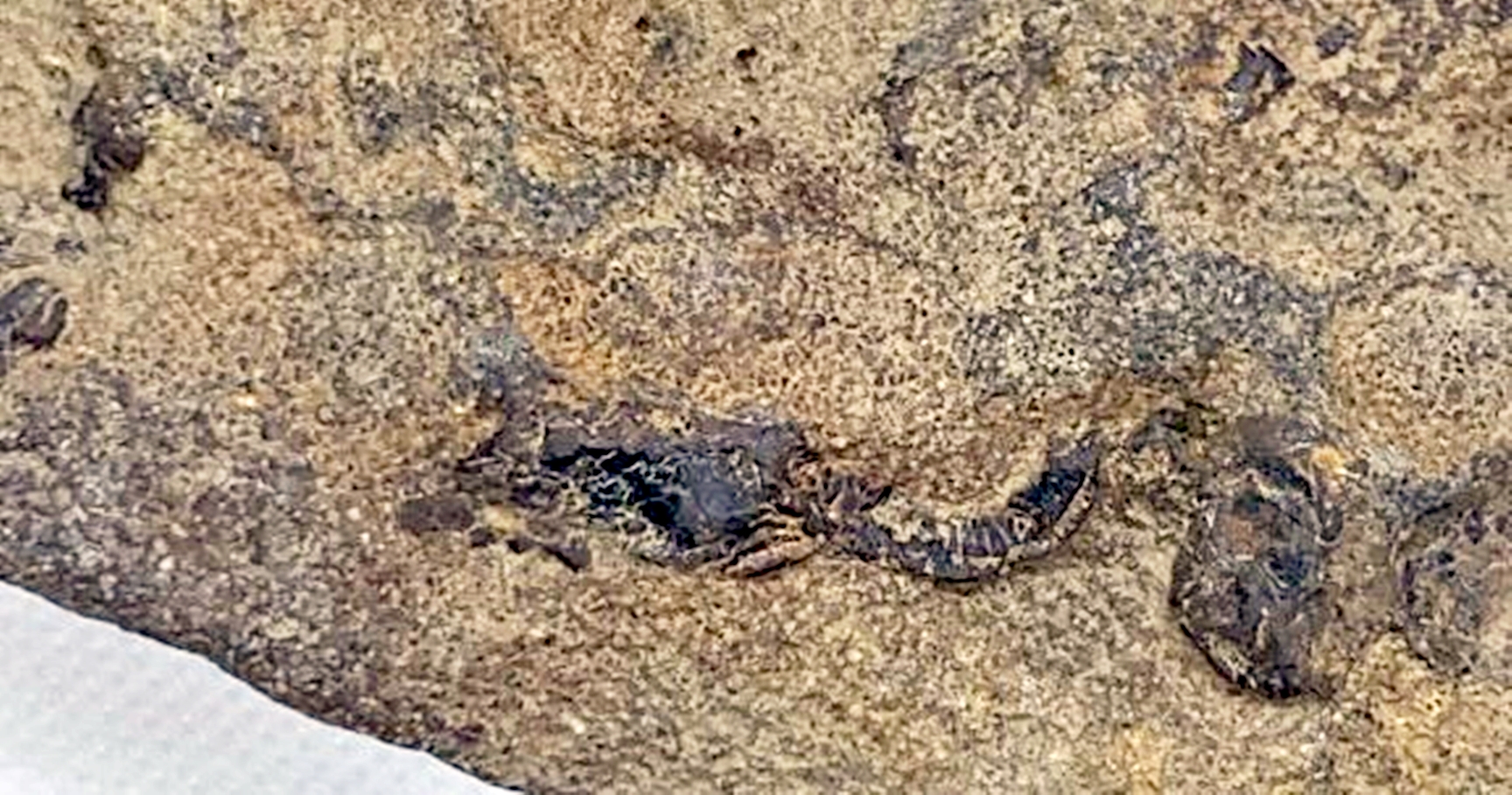 Fossilized tree bark and possible skeleton in western Pennsylvania ...