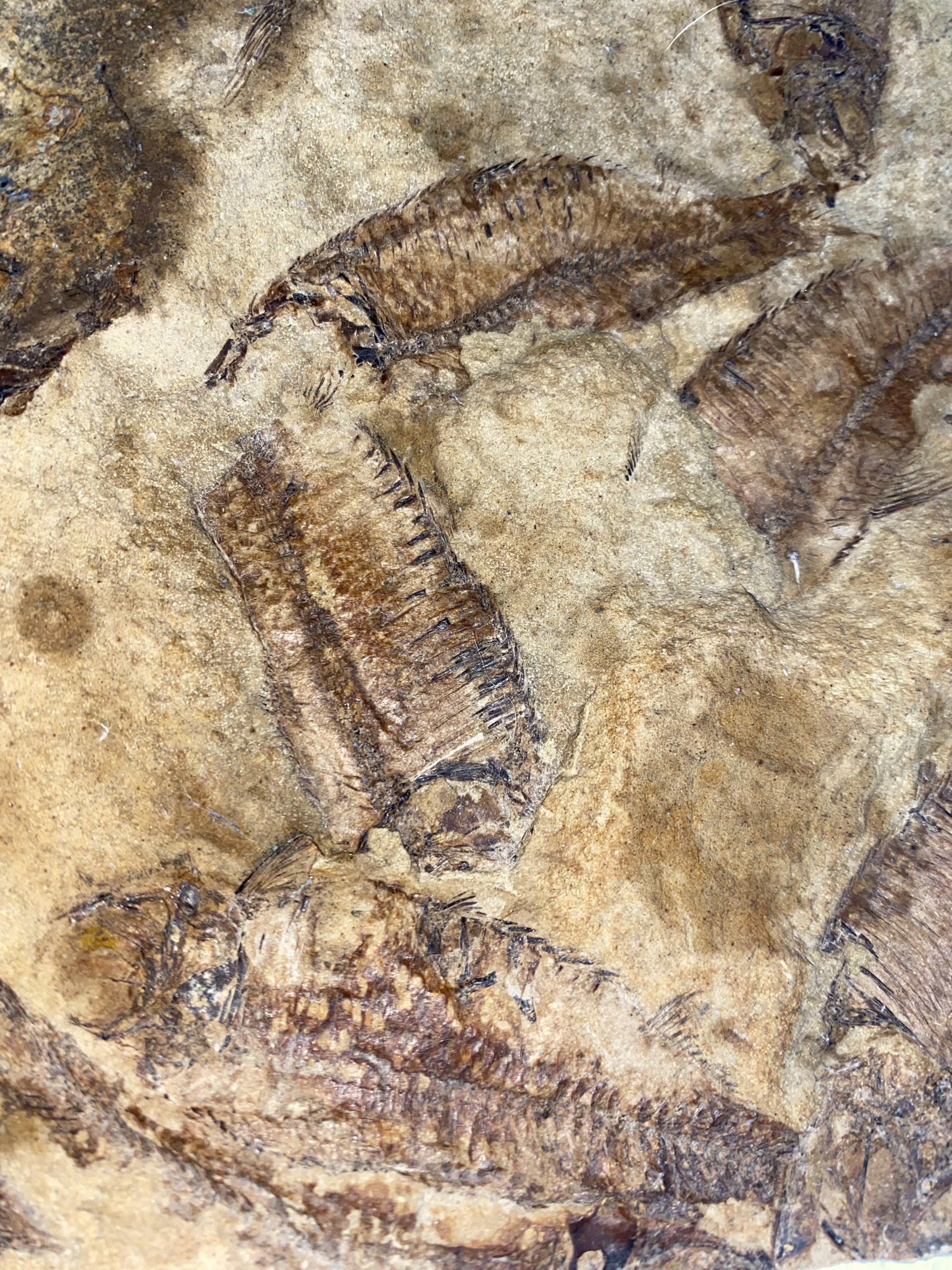 Small fish fossils from Swiss Alps - Fossil ID - The Fossil Forum