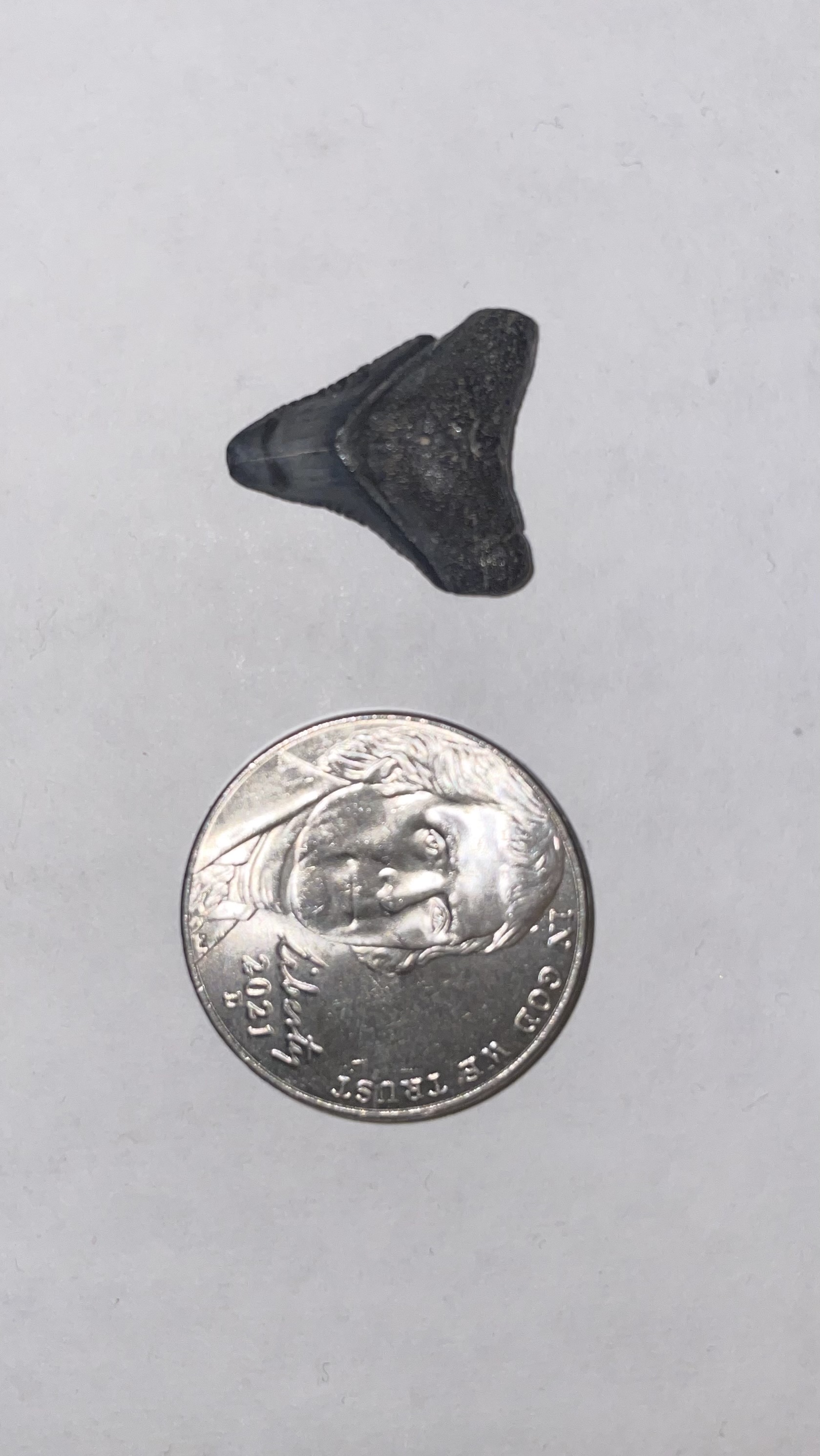 Juvenile/Baby Meg Tooth? - Fossil ID - The Fossil Forum