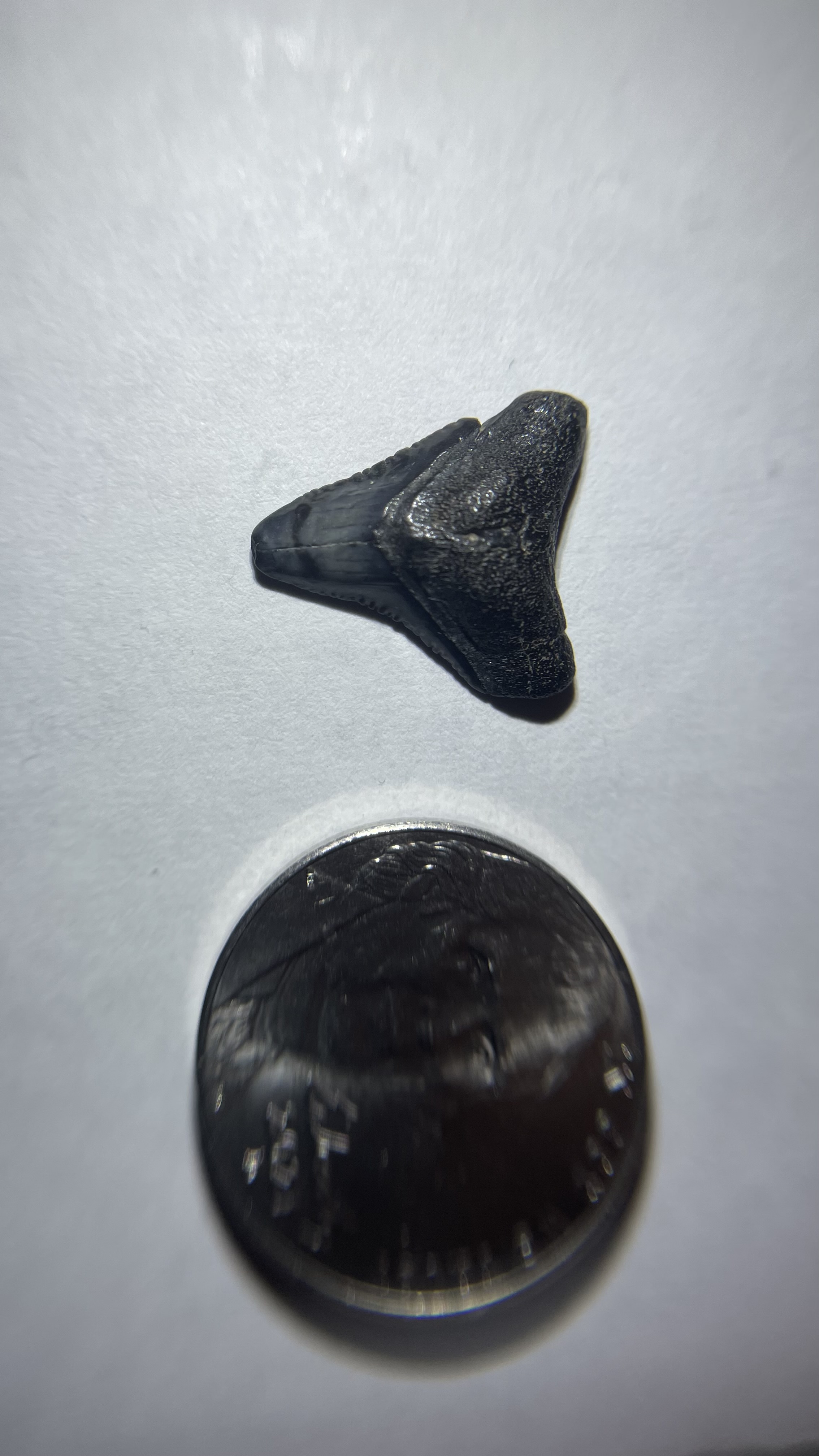Juvenile/Baby Meg Tooth? - Fossil ID - The Fossil Forum