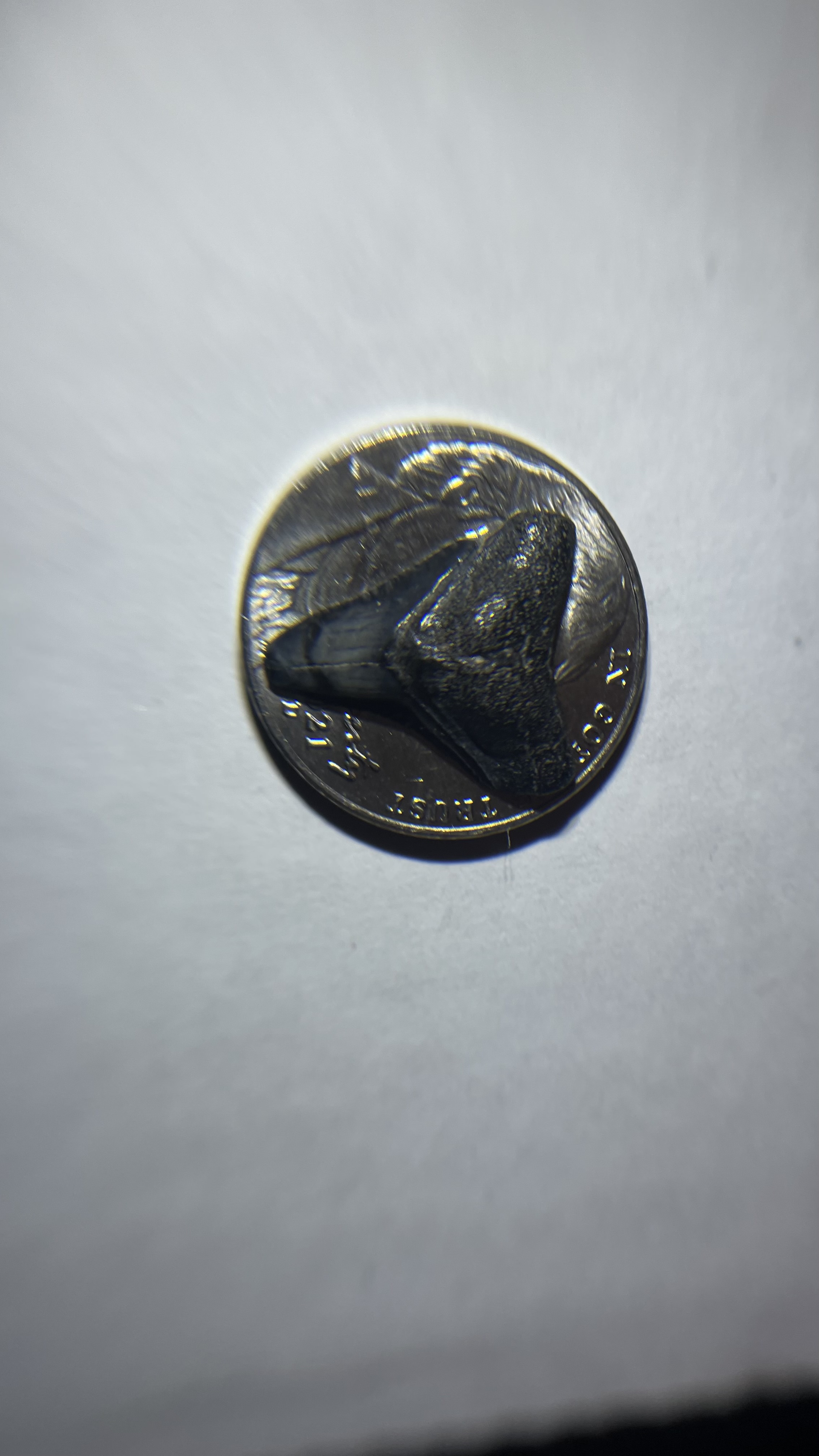 Juvenile/Baby Meg Tooth? - Fossil ID - The Fossil Forum