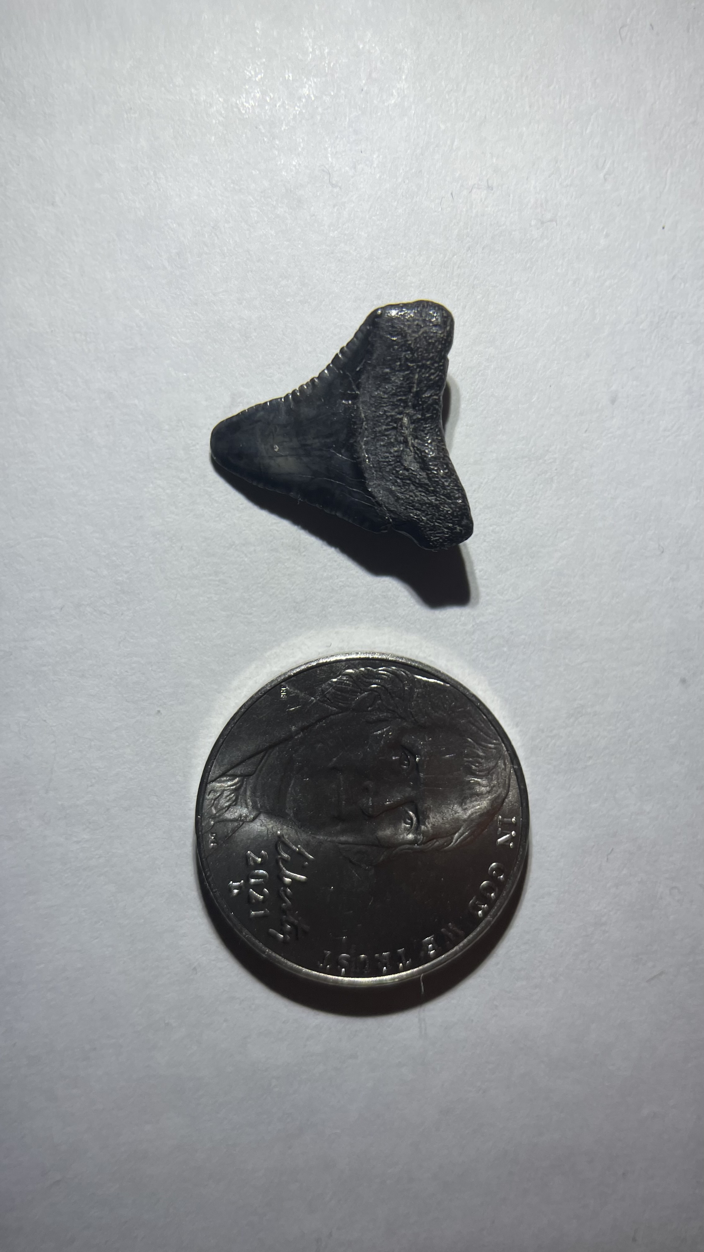 Juvenile/Baby Meg Tooth? - Fossil ID - The Fossil Forum