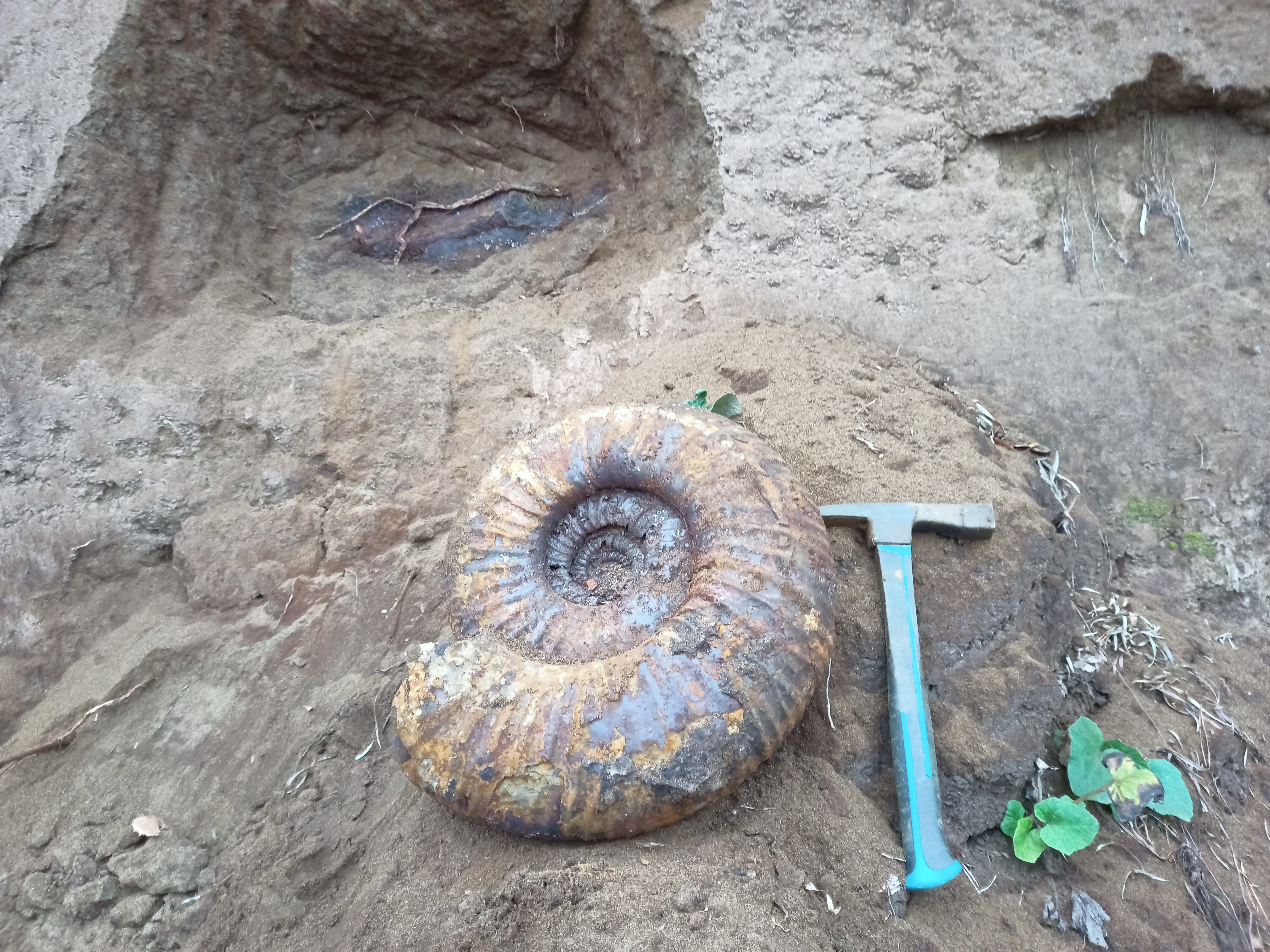 Applying Paraloid to big ammonite steinkerns - Fossil Preparation - The ...