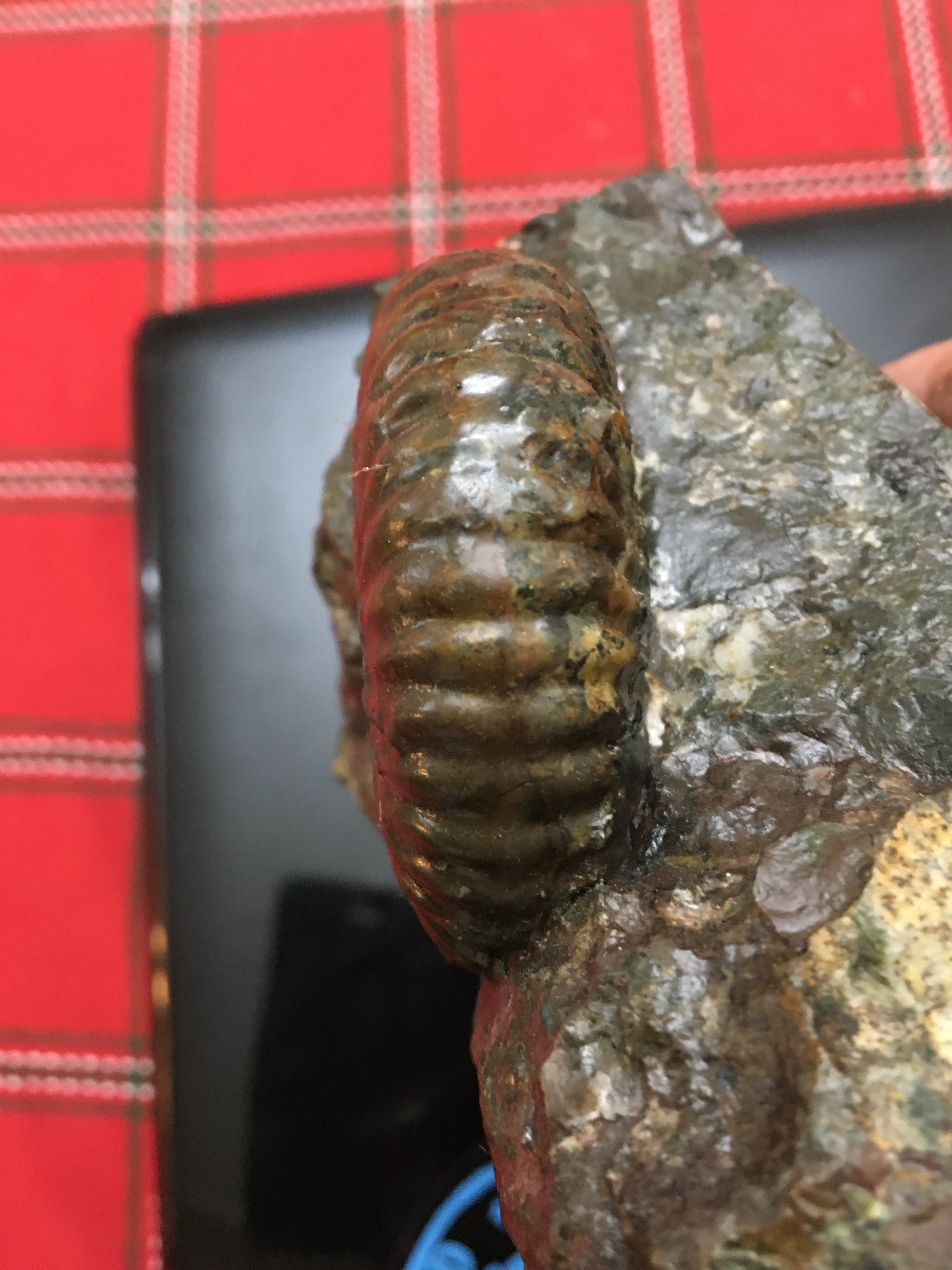 Triassic ammonite from Epidaurus region Greece - Fossil ID - The Fossil ...